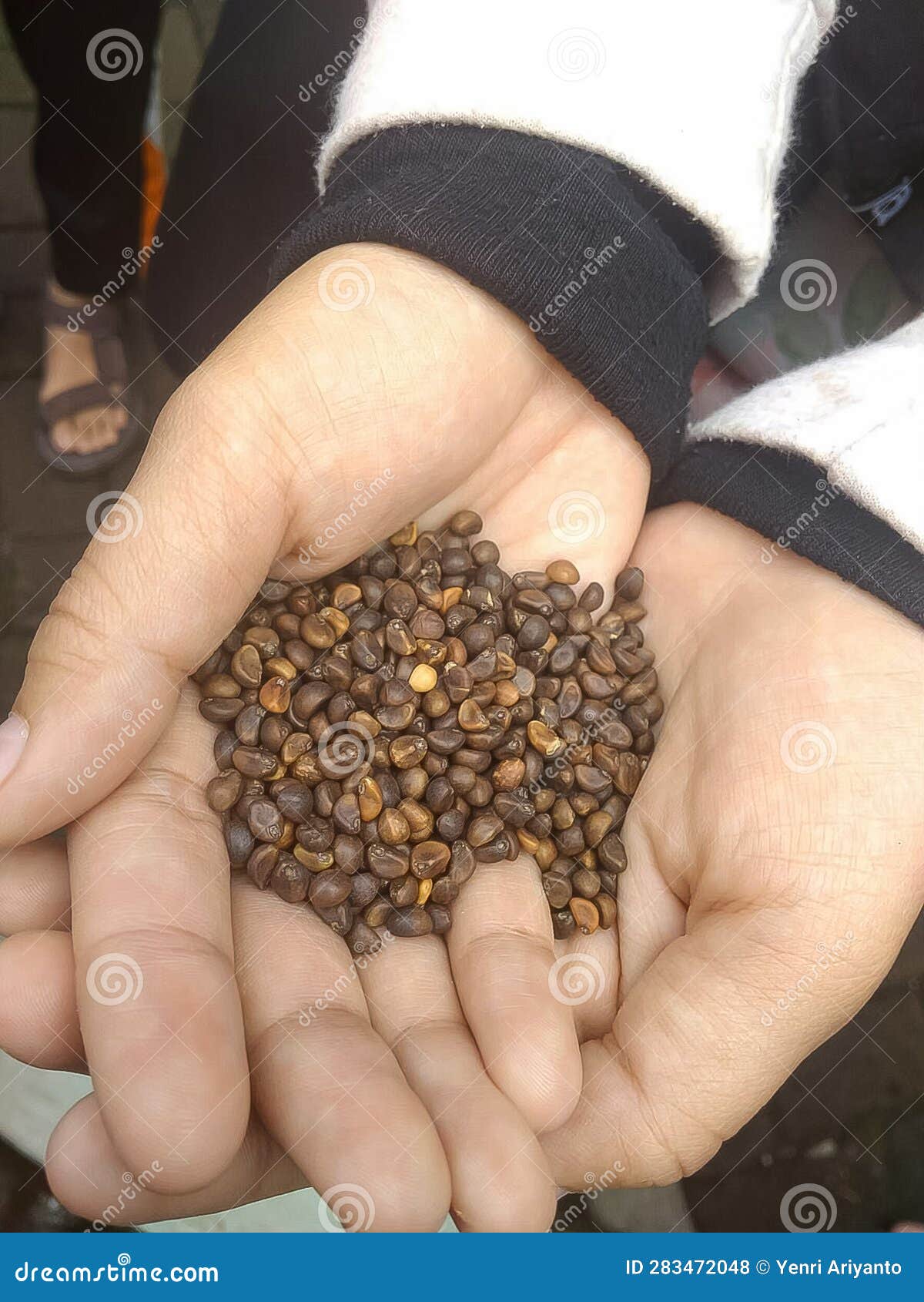 Water Spinach Seeds are Small, Brown in Color Stock Photo - Image of ...