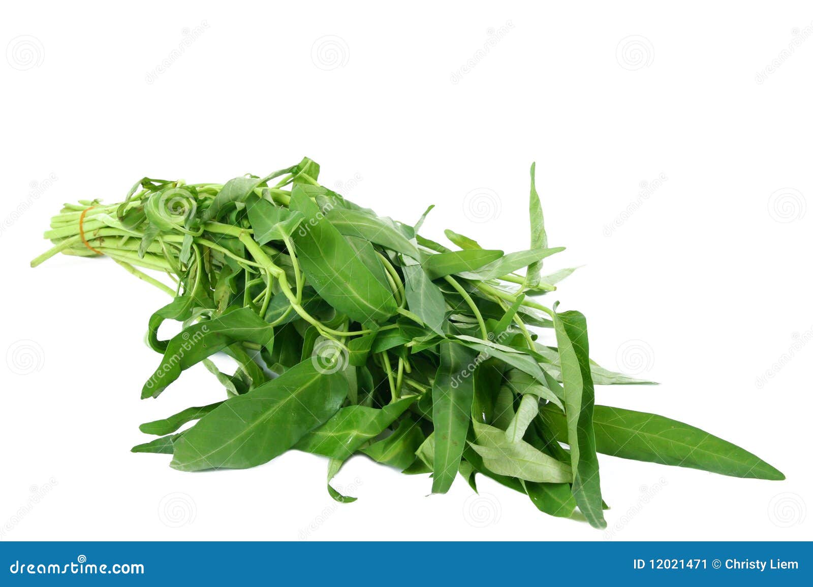 Water Spinach Swamp Cabbage Kangkong Stock Image - Image of botanic ...