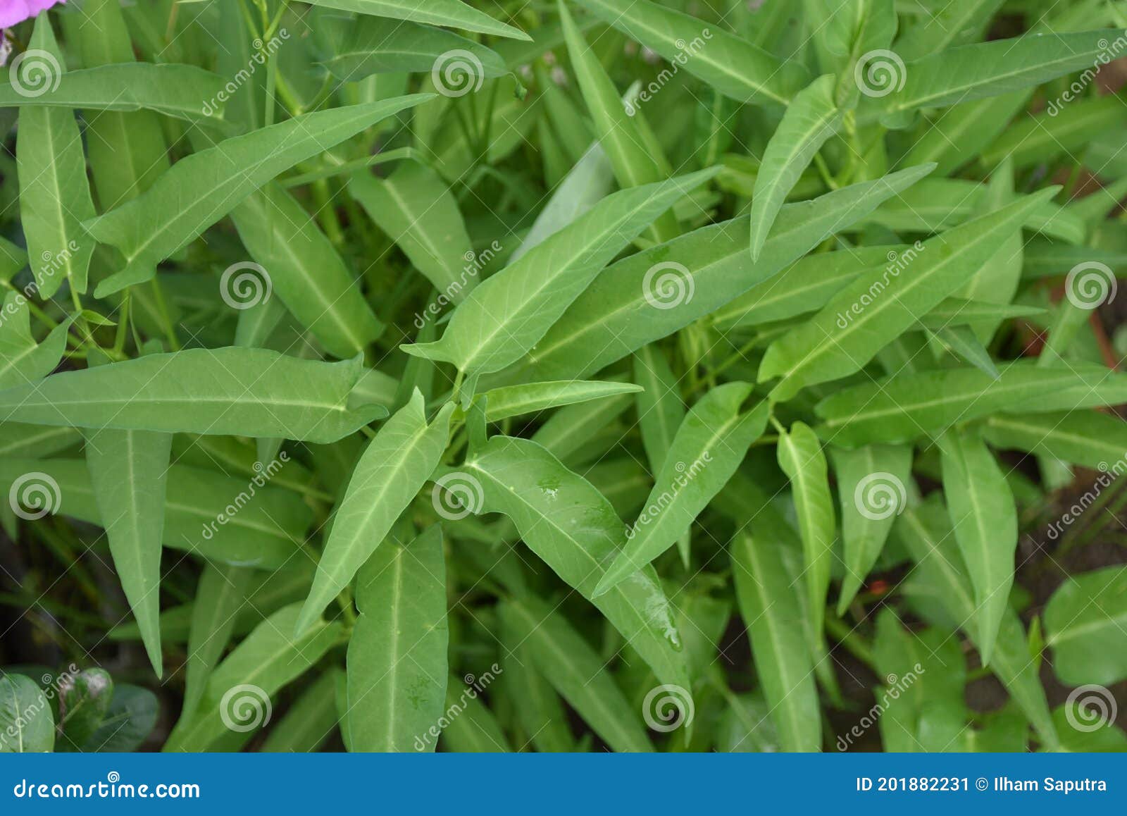 Water Spinach, Swamp Morning Glory Stock Image - Image of choy, morning ...