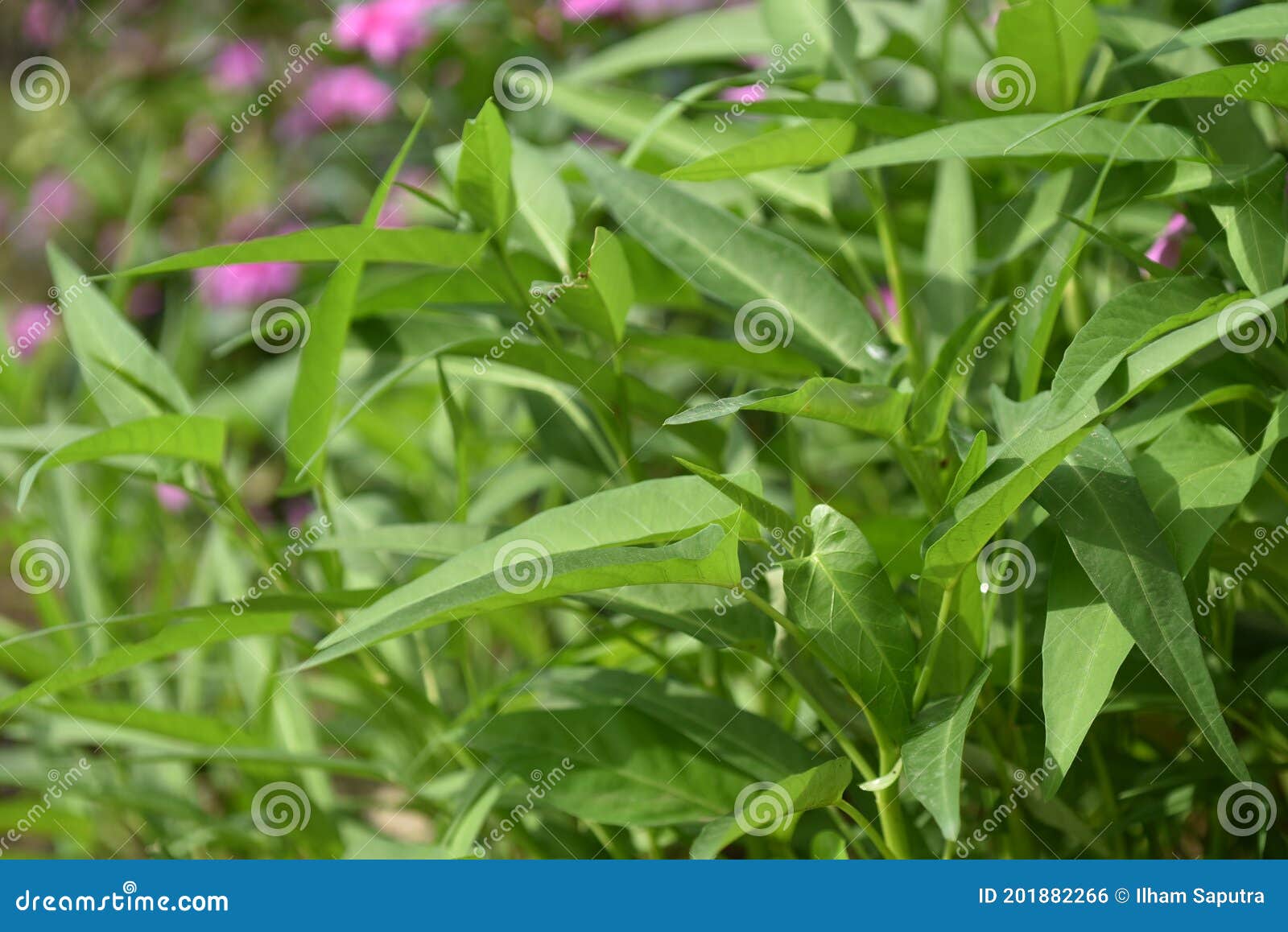 Water Spinach, Swamp Morning Glory Stock Photo - Image of food, water ...