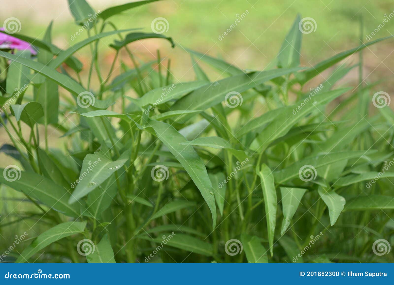 Water Spinach, Swamp Morning Glory Stock Photo - Image of ipomoea ...