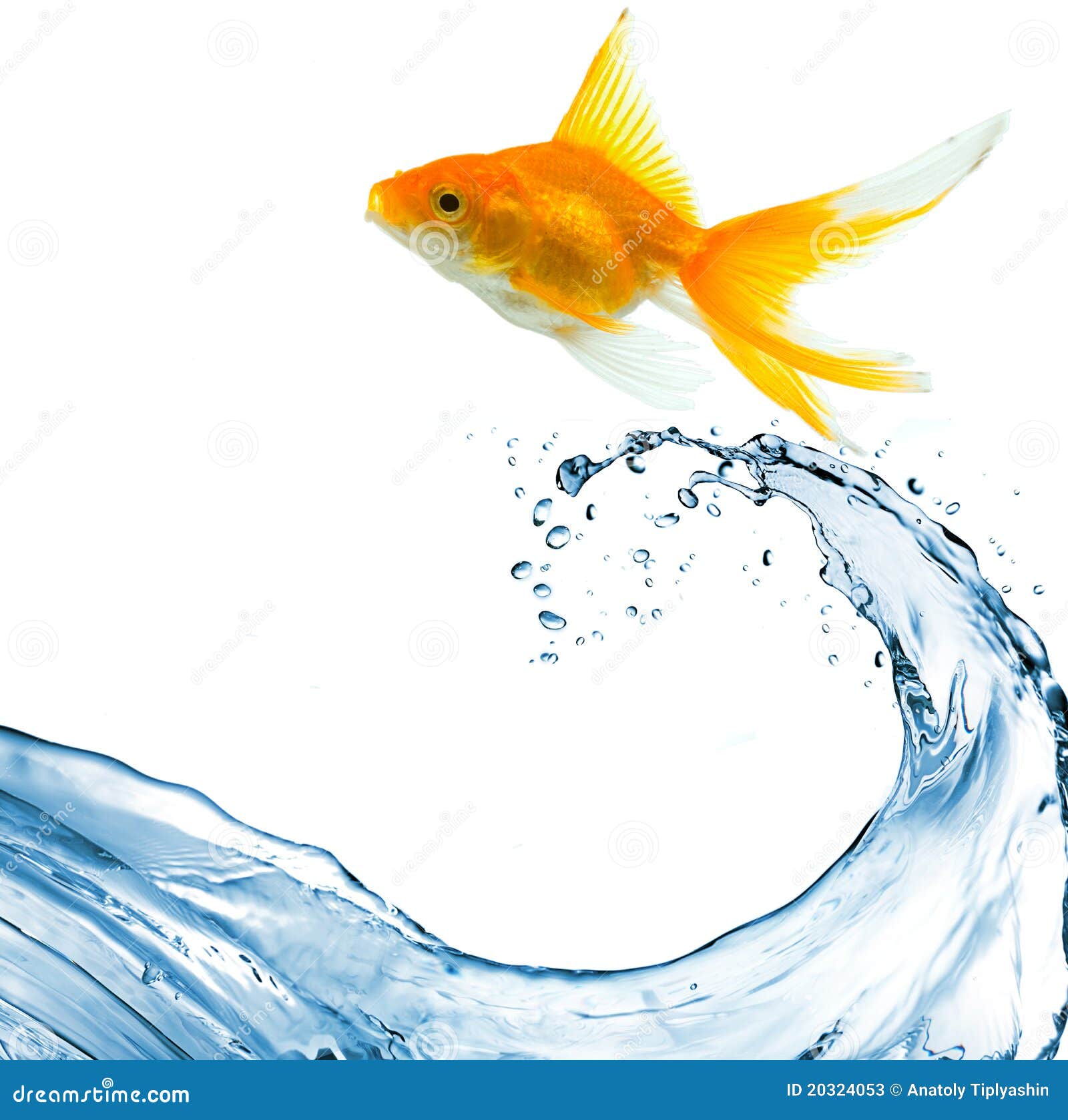 Water splash stock image. Image of fish, flow, fresh - 20324053