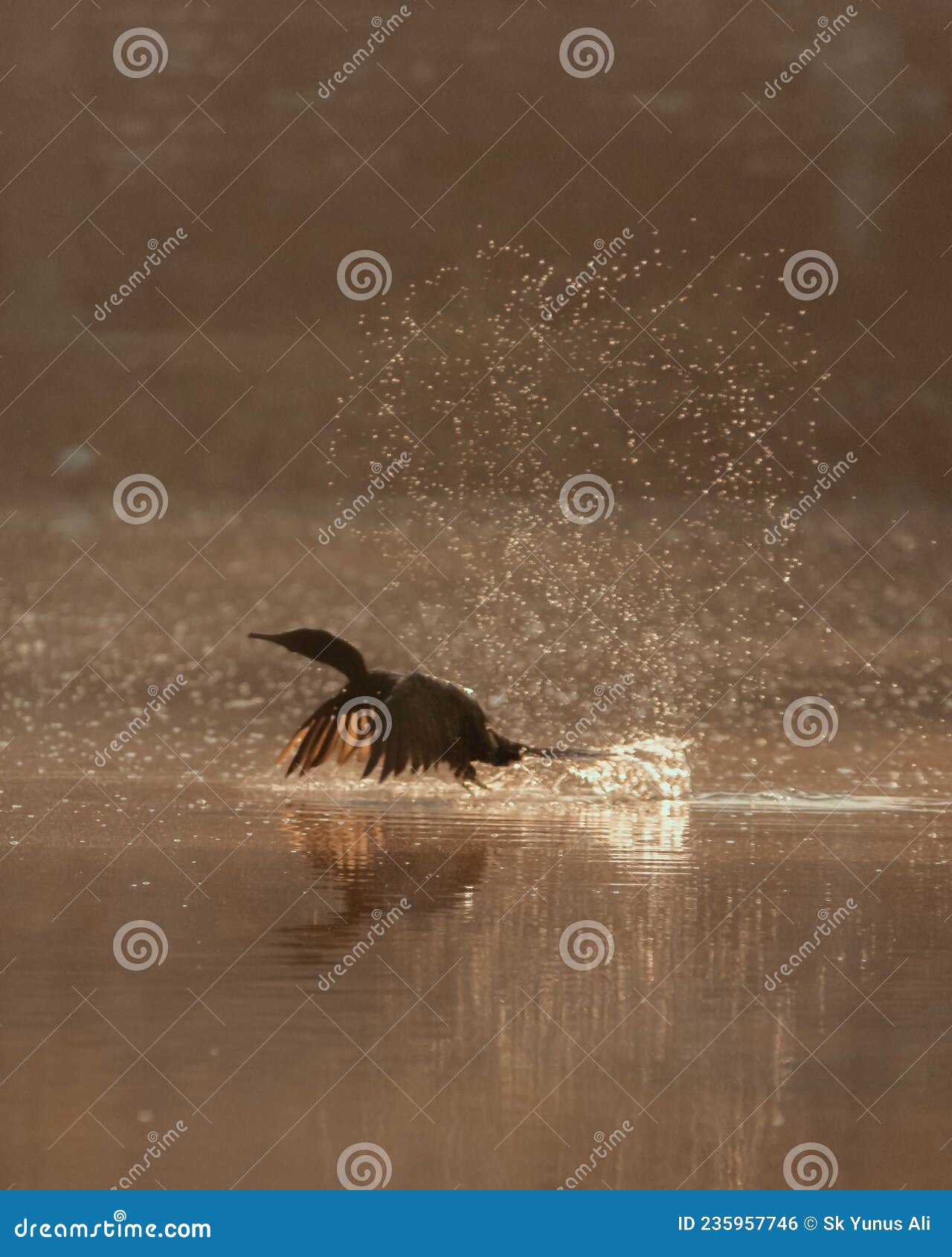Water Splash Bird Photography in the Morning Stock Photo - Image of ...