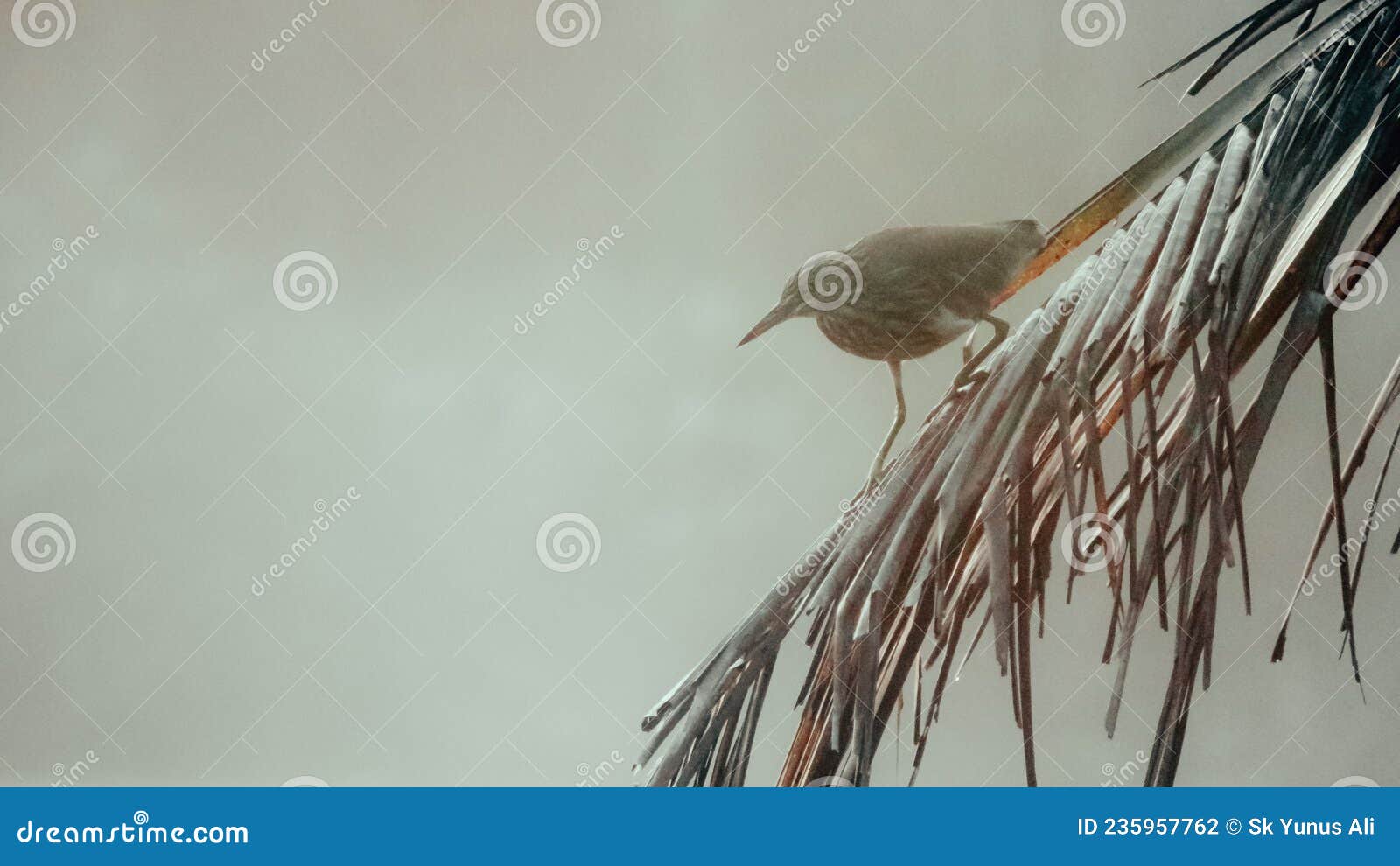 Water Splash Bird Photography in the Morning Stock Photo - Image of ...