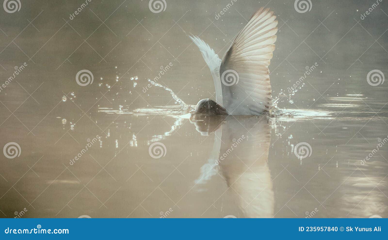 Water Splash Bird Photography in the Morning Stock Photo - Image of ...