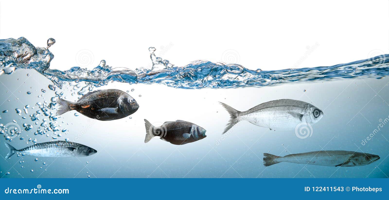 12,526 Water Splash Fish Photos - Free & Royalty-Free Stock Photos from ...