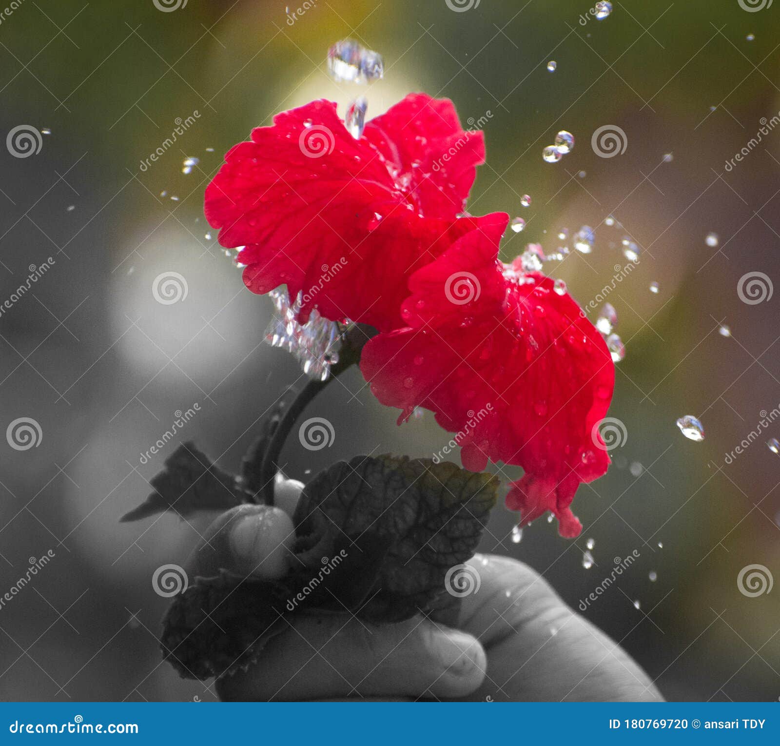 Water splash on flower stock photo. Image of water, white - 180769720