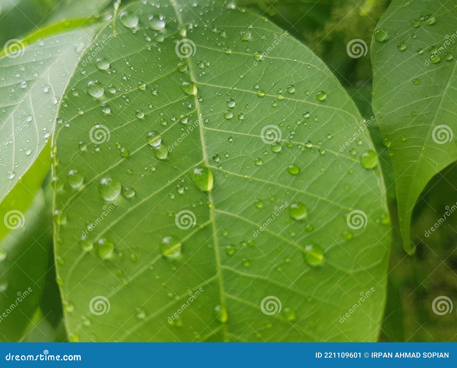 Water Splash on Green Leaves Stock Image - Image of fresh, leaves ...
