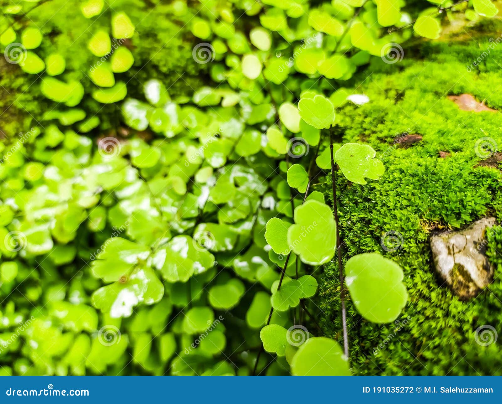 Water Splash on Top of Green Leaf and Stock Photo - Image of splash ...