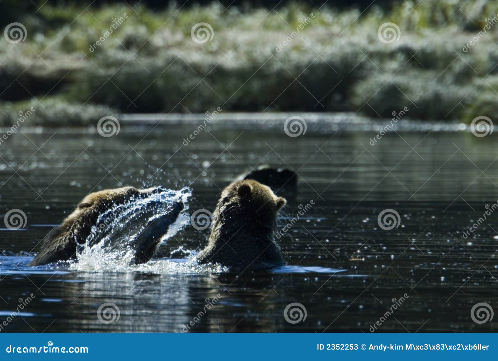 Water splashing Grizzly stock image. Image of bears, grizzly - 2352253