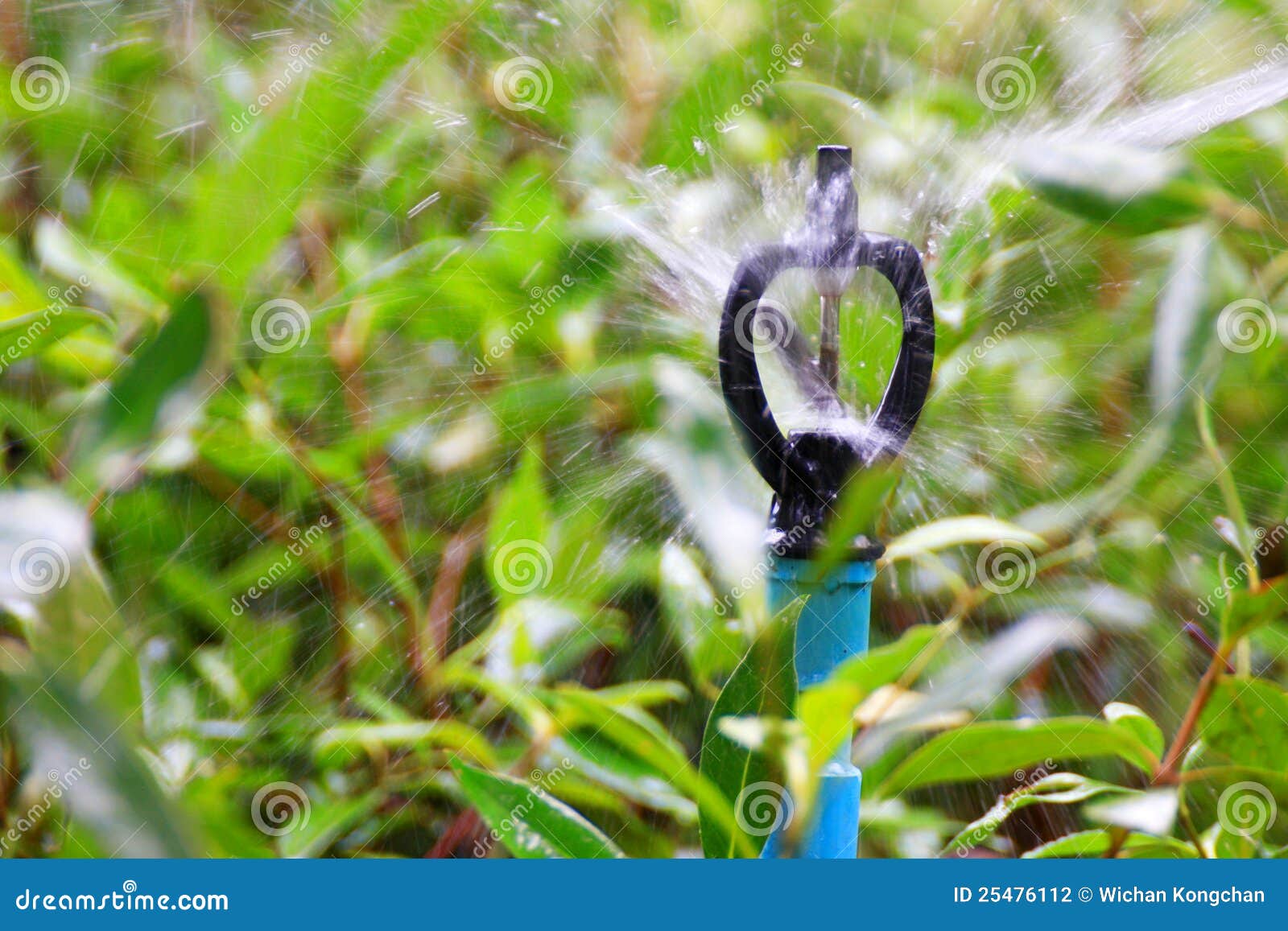 Water Splashing from a Sprinkler Stock Photo - Image of sprinkling ...