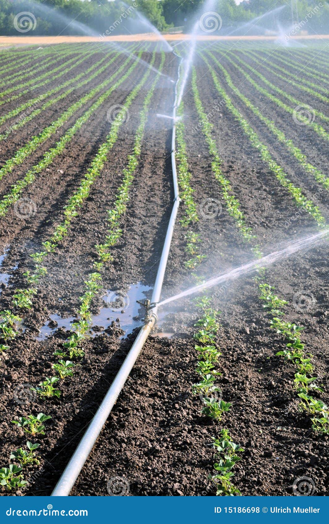 Water spray stock photo. Image of nature, irrigation - 15186698