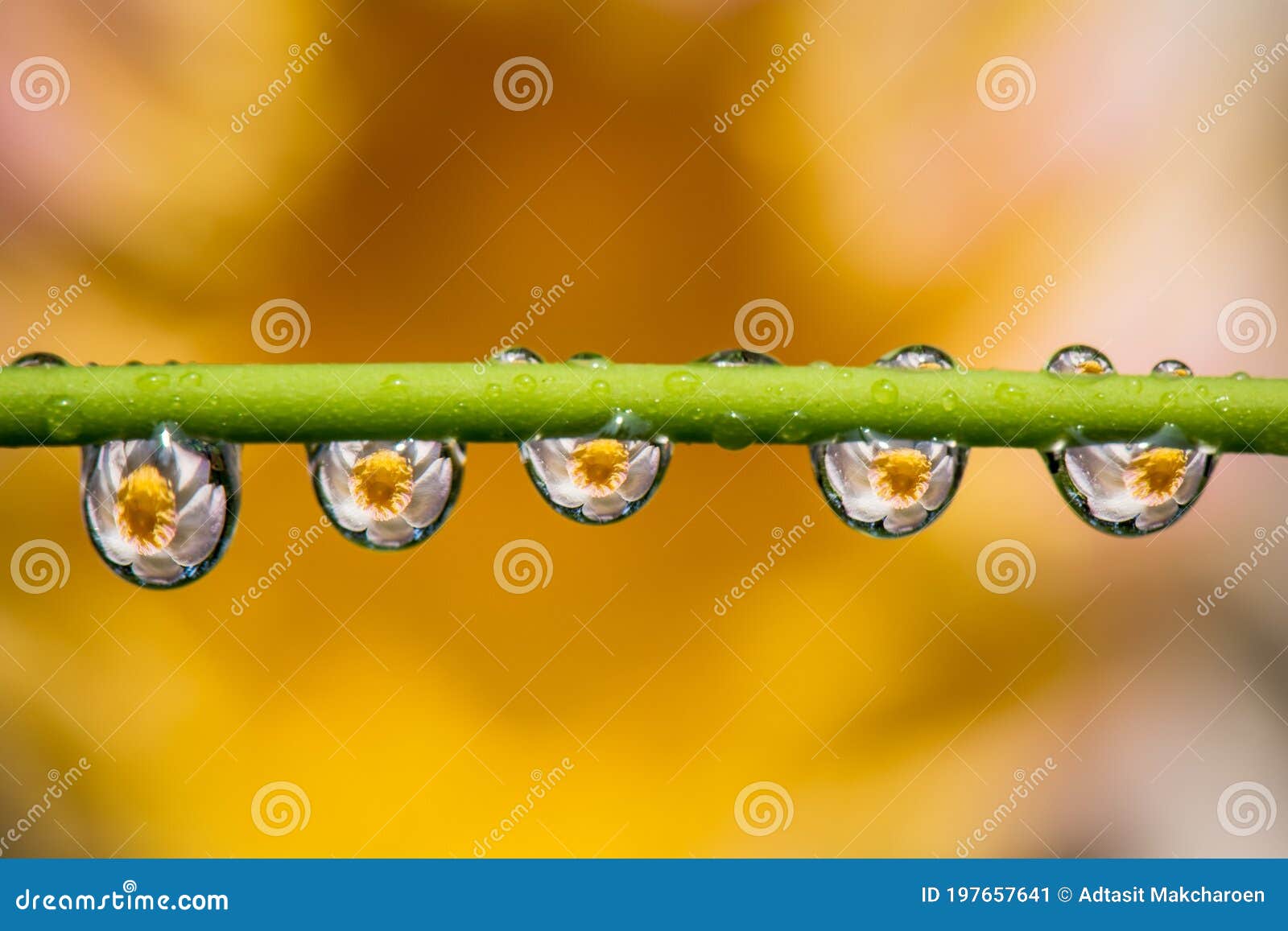 Water spray stock image. Image of droplets, spray, water - 197657641