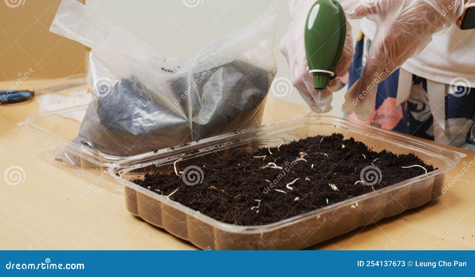 Water Spray on Soil into the Plastic Container Stock Image - Image of ...