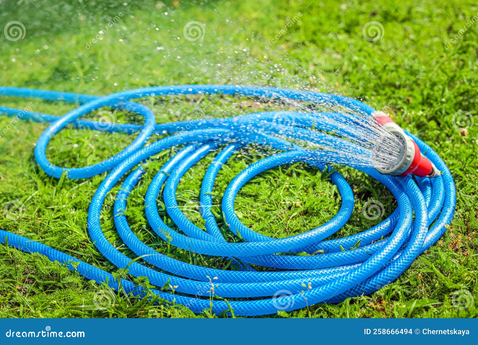 Water Spraying from Hose on Green Grass Outdoors Stock Photo - Image of ...