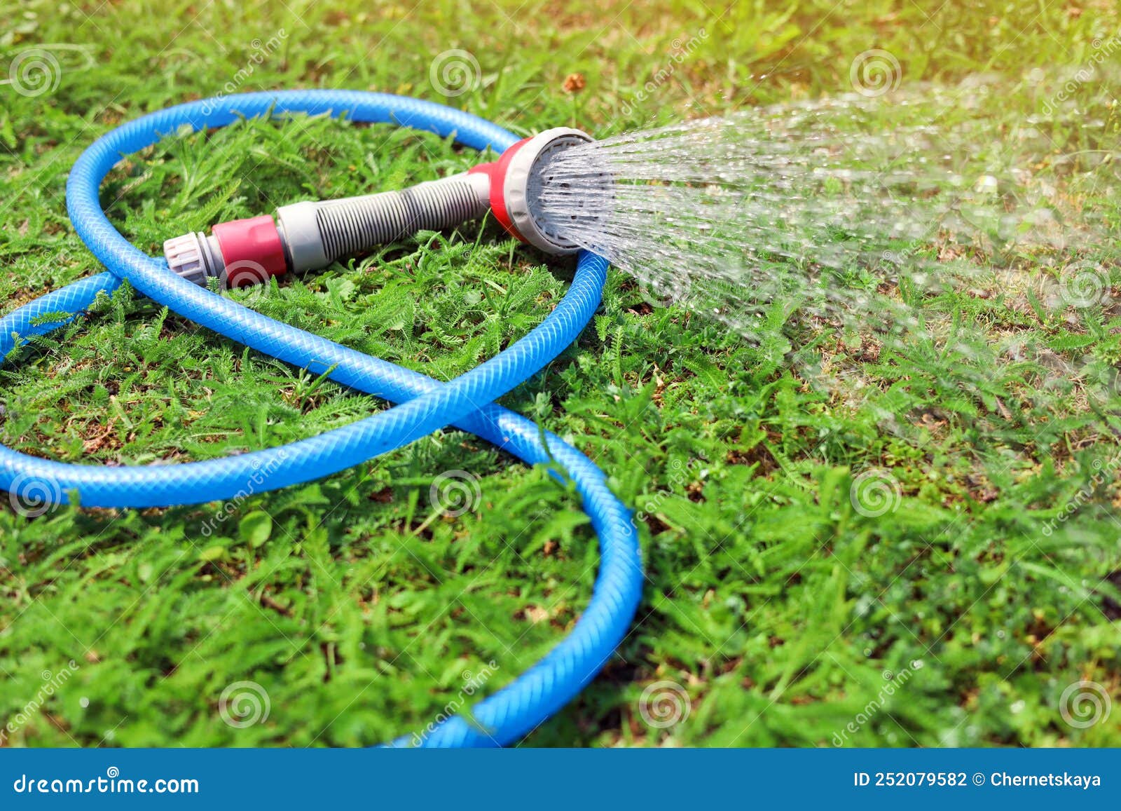 Water Spraying from Hose on Green Grass Outdoors Stock Photo - Image of ...