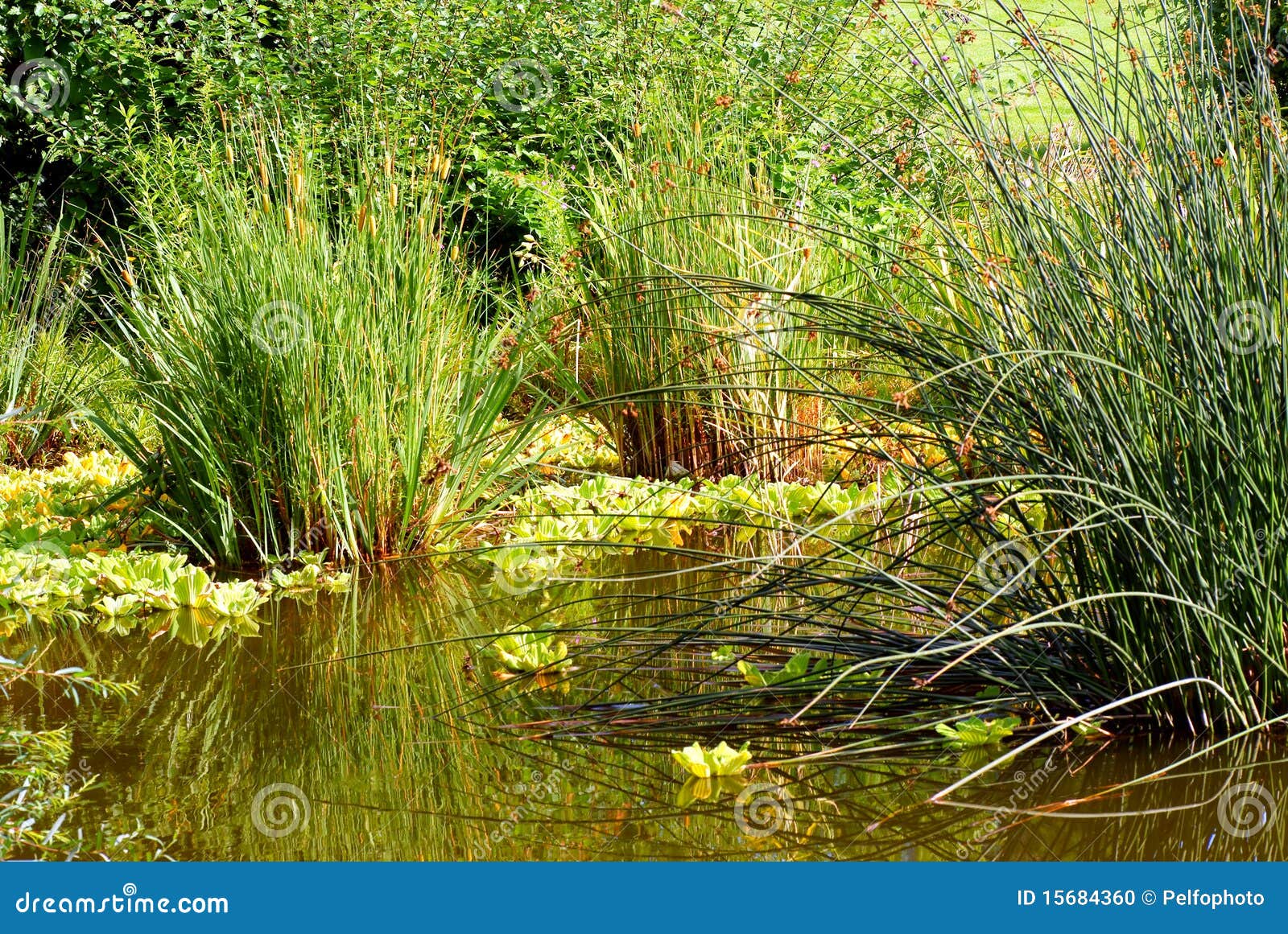 Water spring. stock photo. Image of greenness, countryside - 15684360