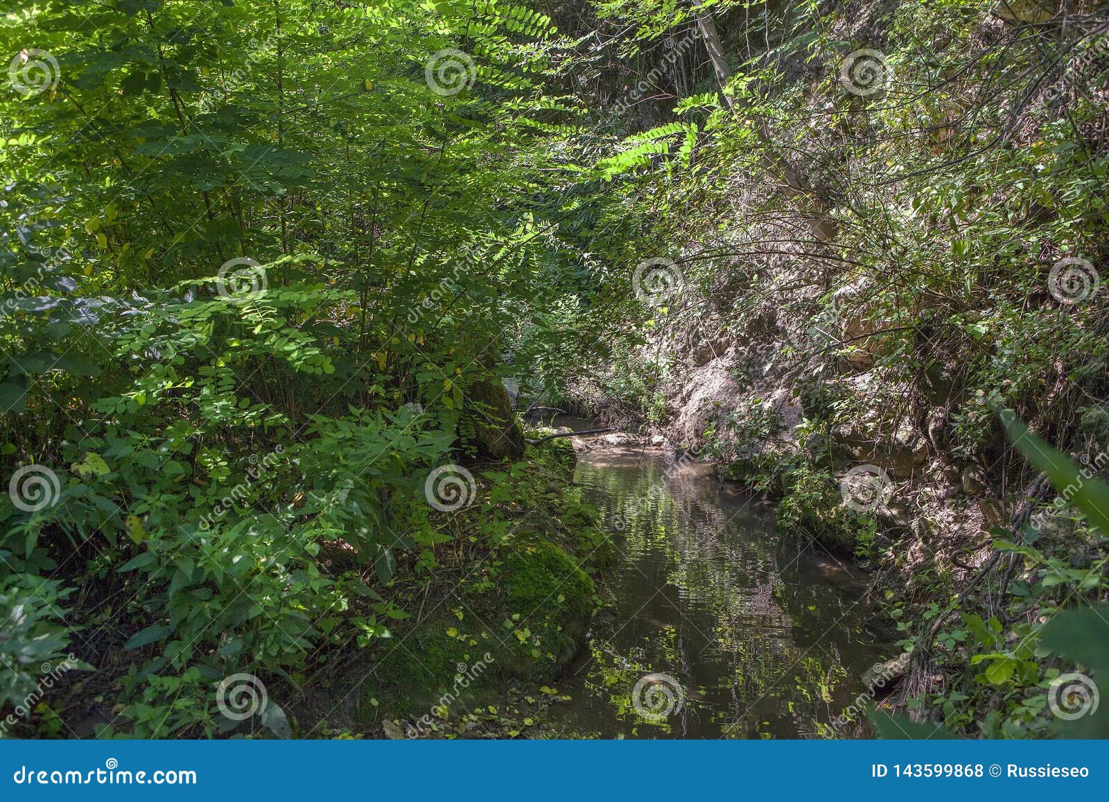 Water spring in the forest stock photo. Image of bush - 143599868