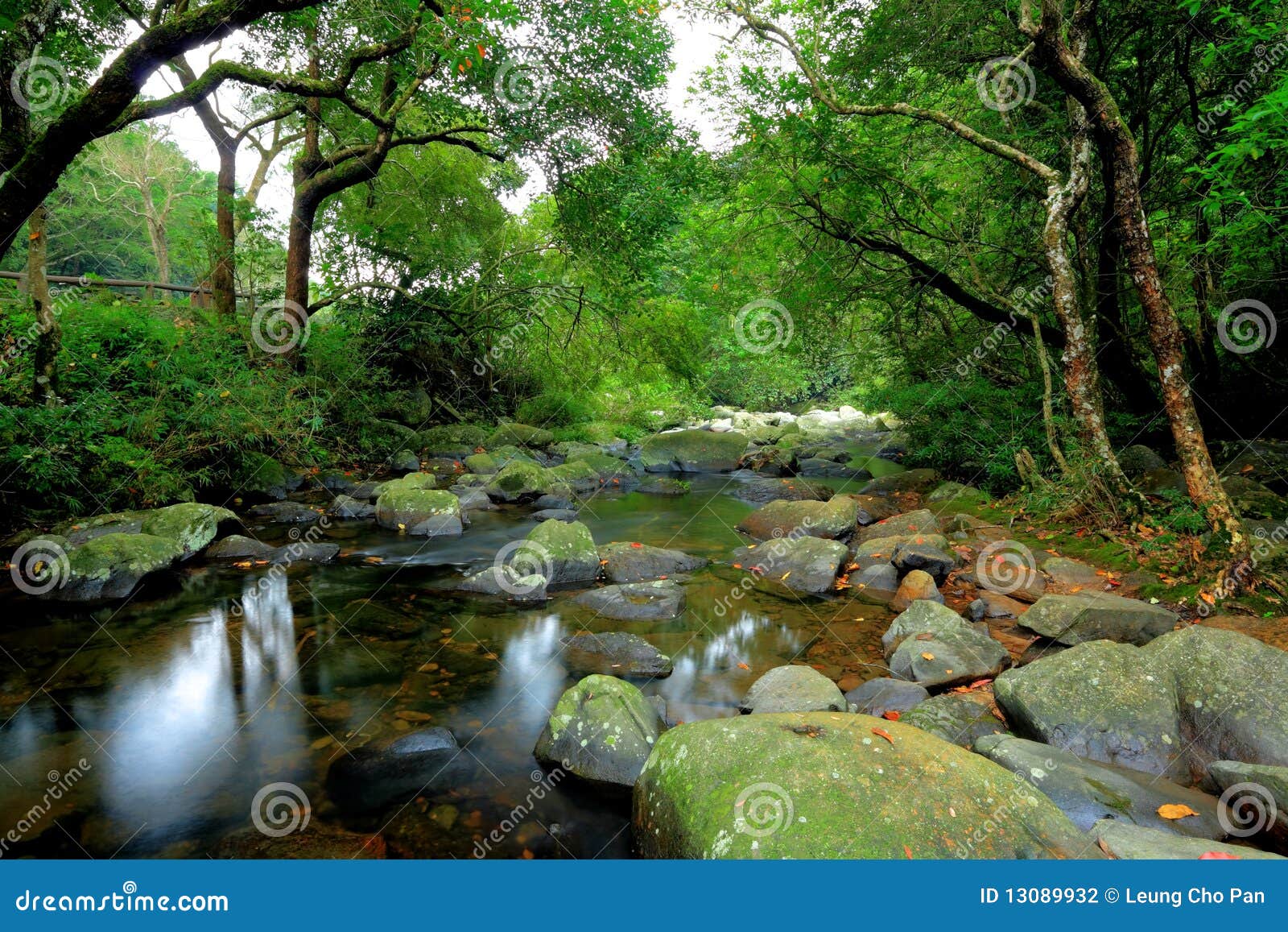 Water spring in forest stock photo. Image of fall, eating - 13089932