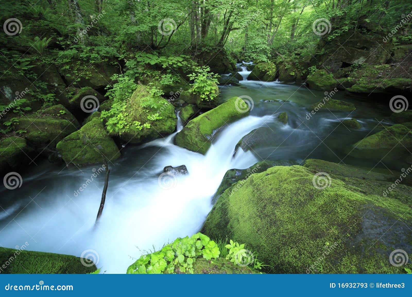 Water spring in forest stock image. Image of scenery - 16932793