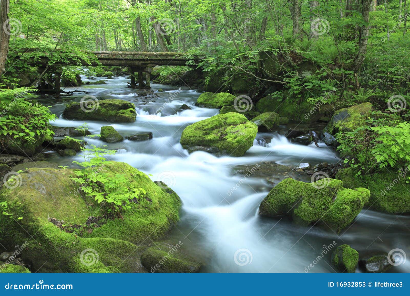 Water spring in forest stock image. Image of travel, environment - 16932853