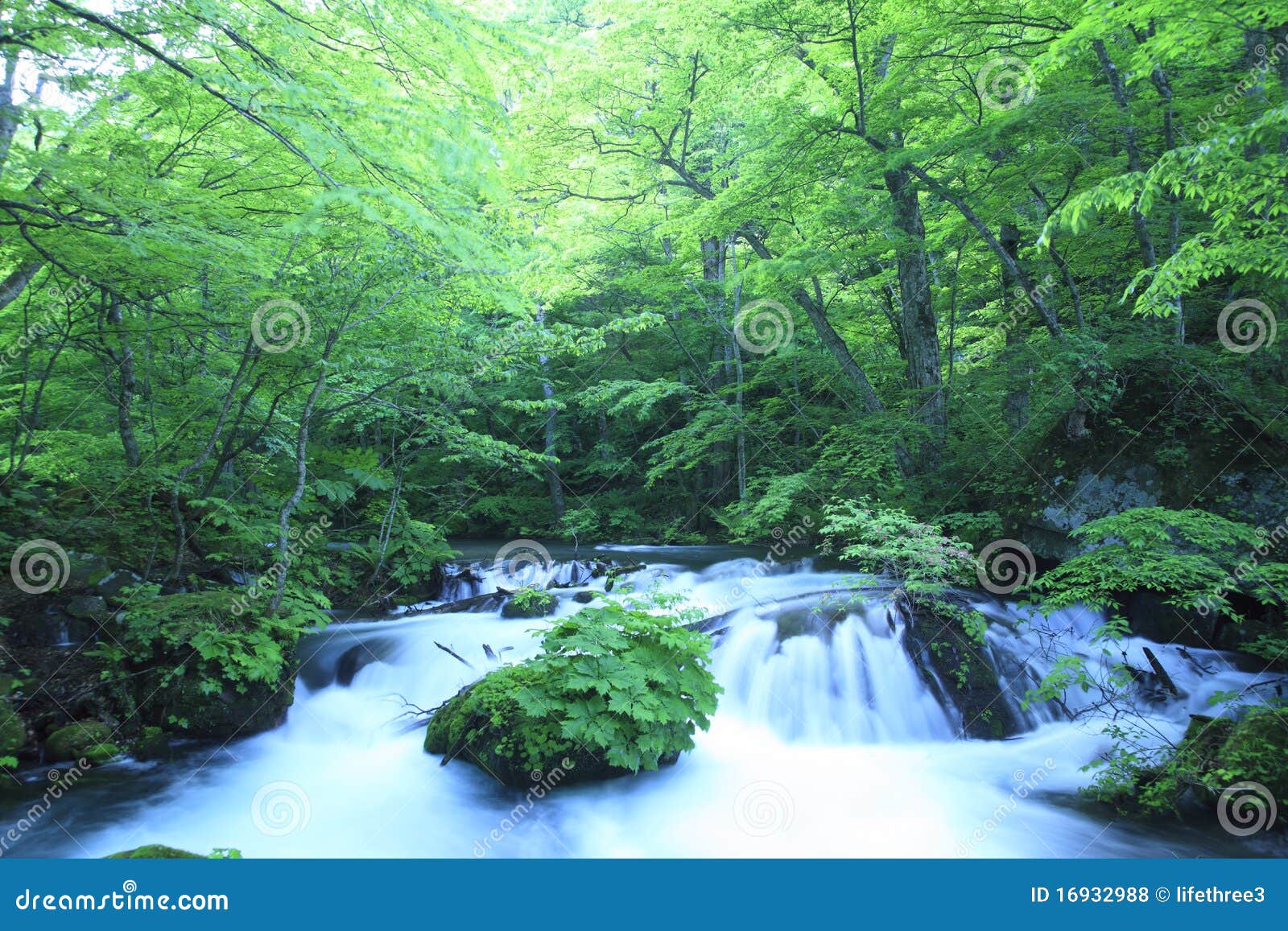 Water spring in forest stock photo. Image of creek, mountain - 16932988