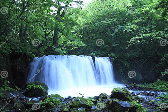 Water spring in forest stock image. Image of splash, mountain - 16932995