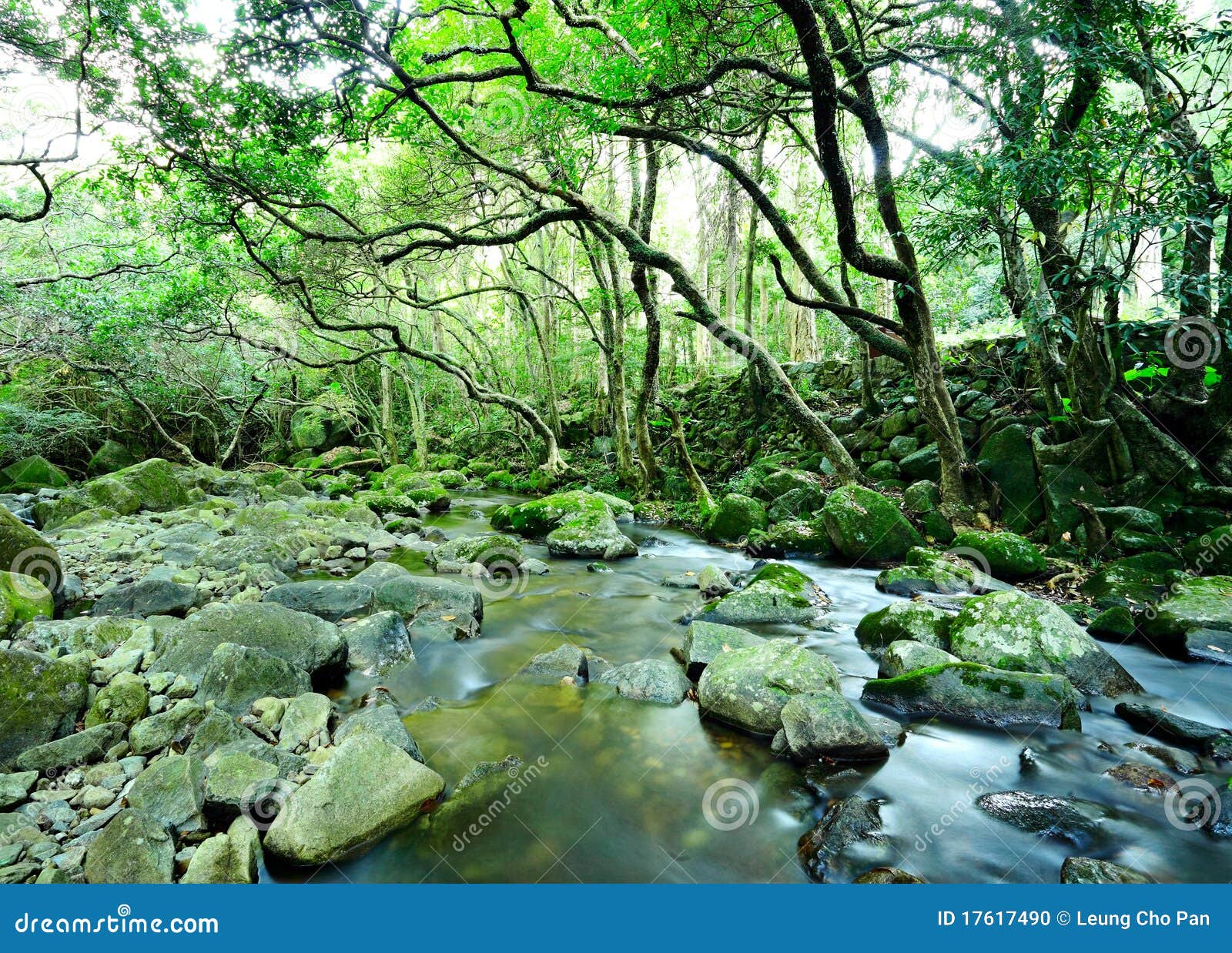 Water spring in forest stock photo. Image of background - 17617490