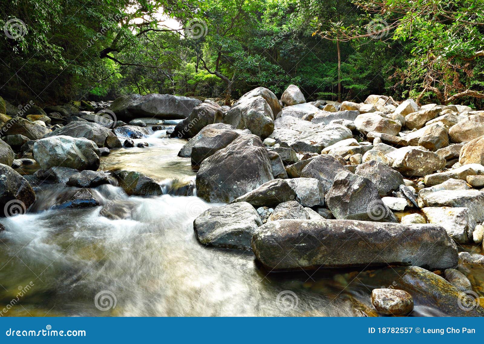 Water spring in forest stock image. Image of leaf, beauty - 18782557