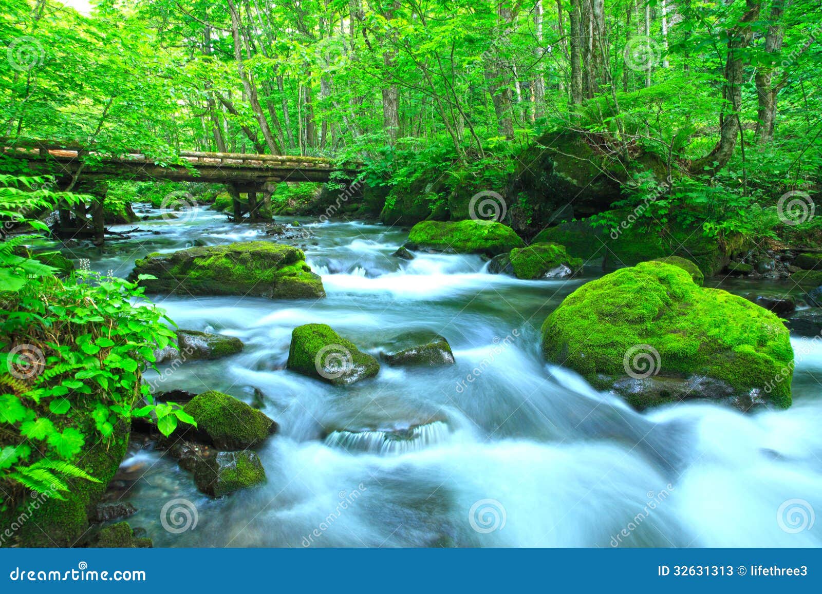 Water spring in forest stock image. Image of spring, fall - 32631313