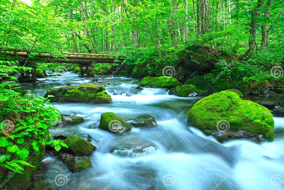 Water spring in forest stock image. Image of spring, fall - 32631313