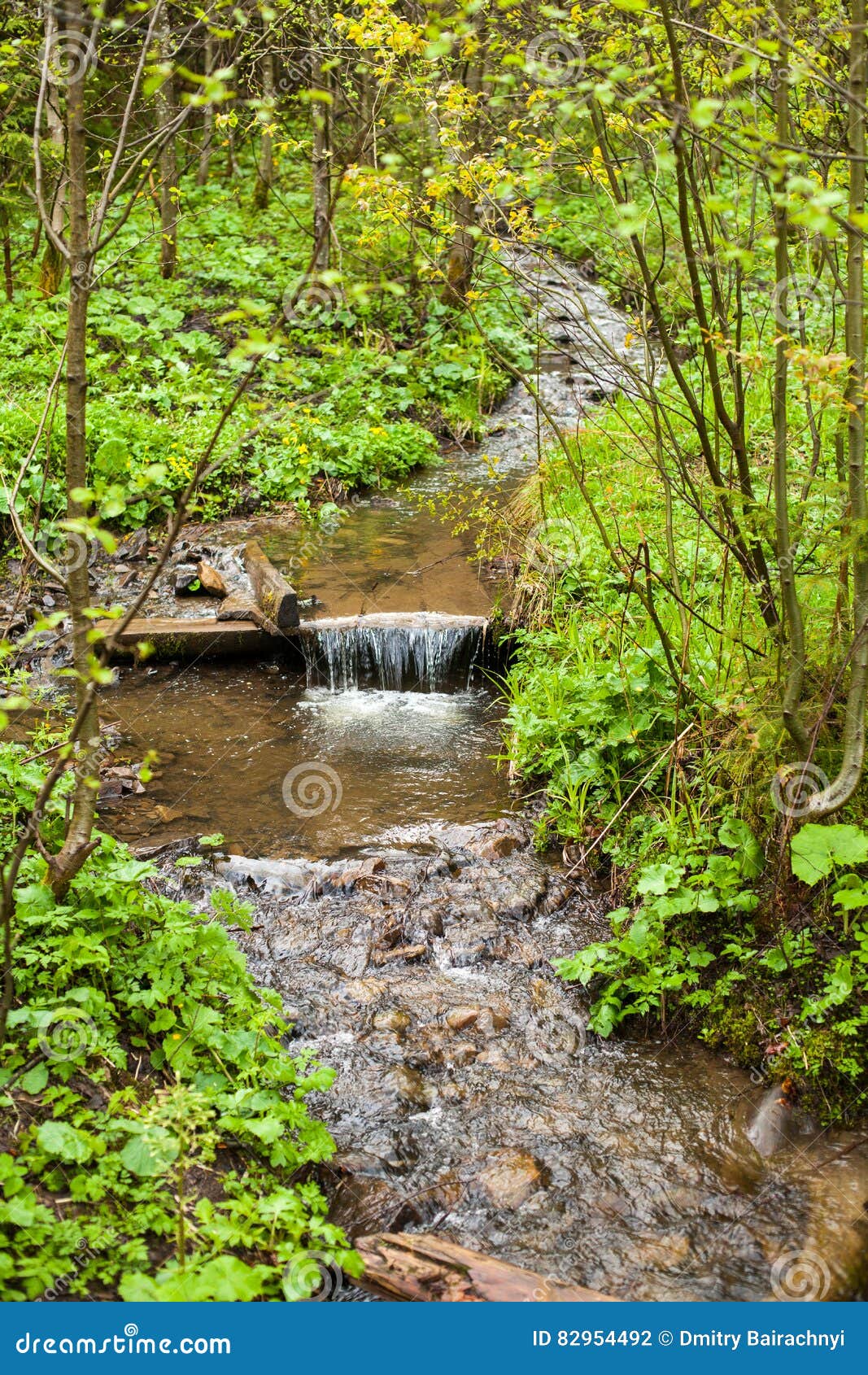 Water spring in the forest stock photo. Image of river - 82954492