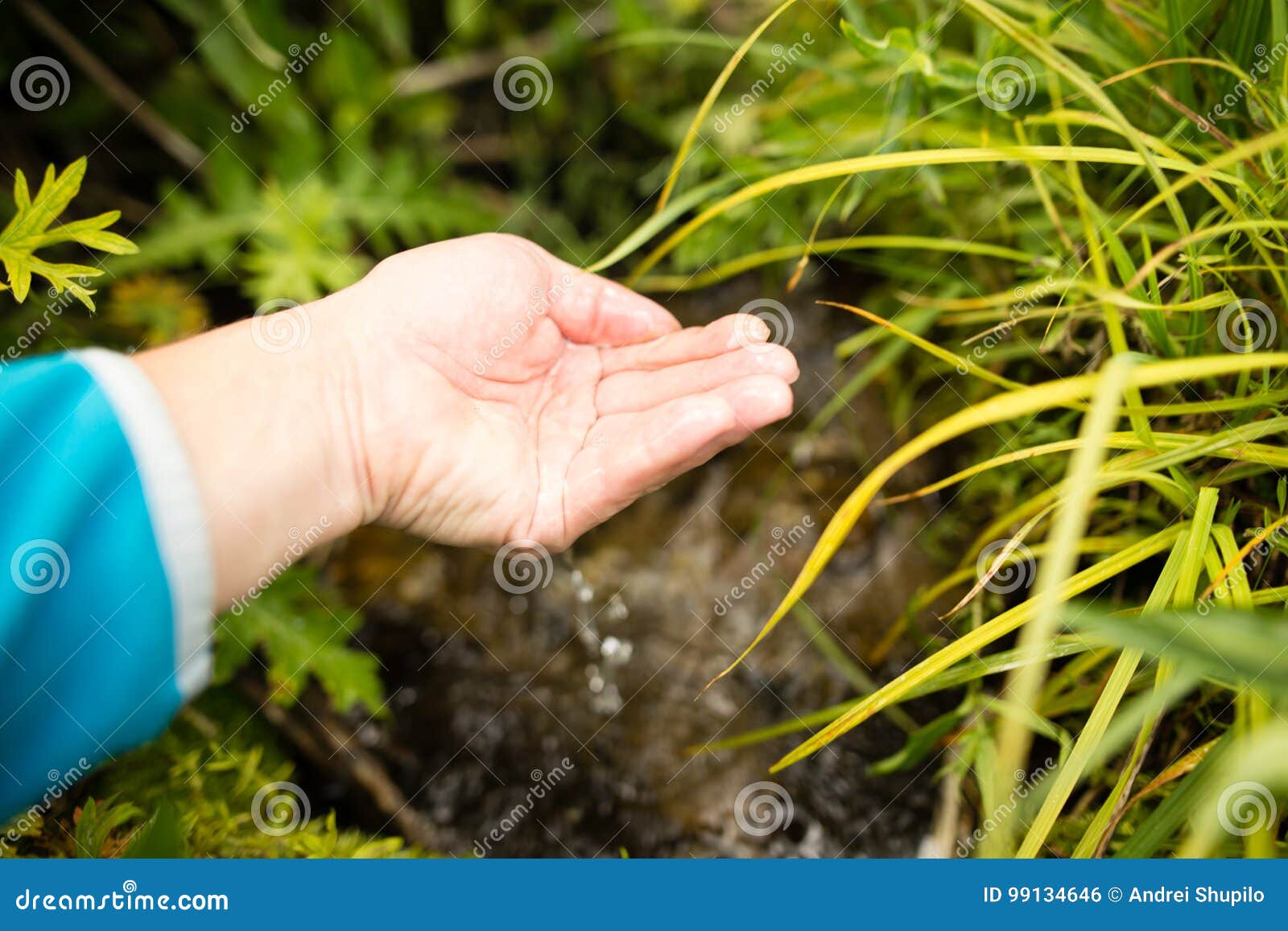 Water in the Spring in the Hands Stock Photo - Image of liquid, natural ...
