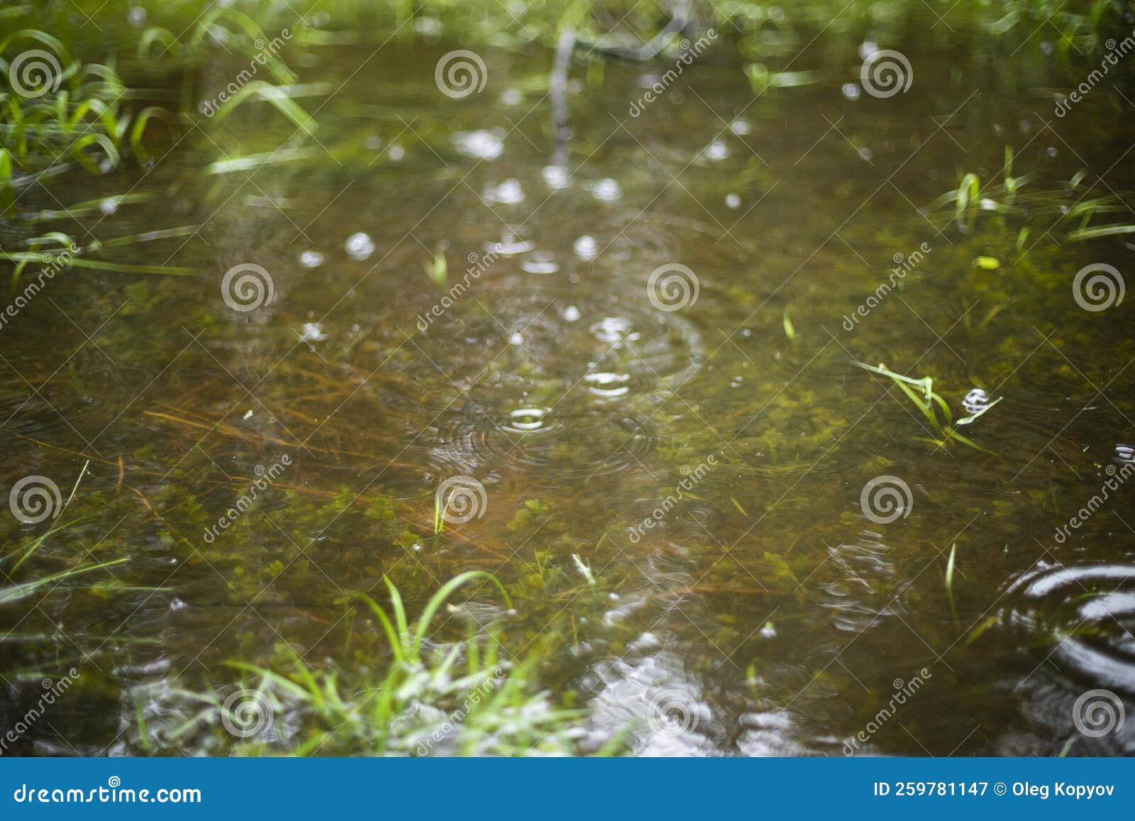 Water in Spring. Puddle in Park. Details of Nature Stock Image - Image ...
