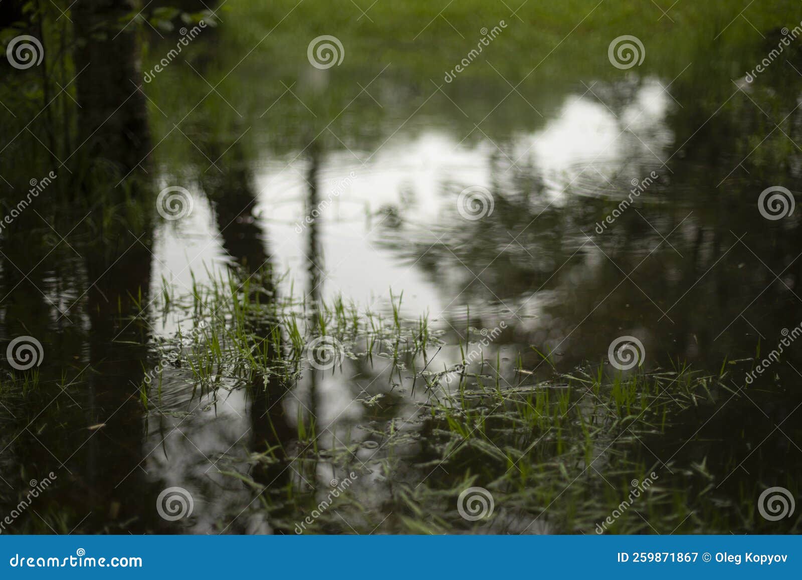 Water in Spring. Puddle in Park. Details of Nature Stock Image - Image ...