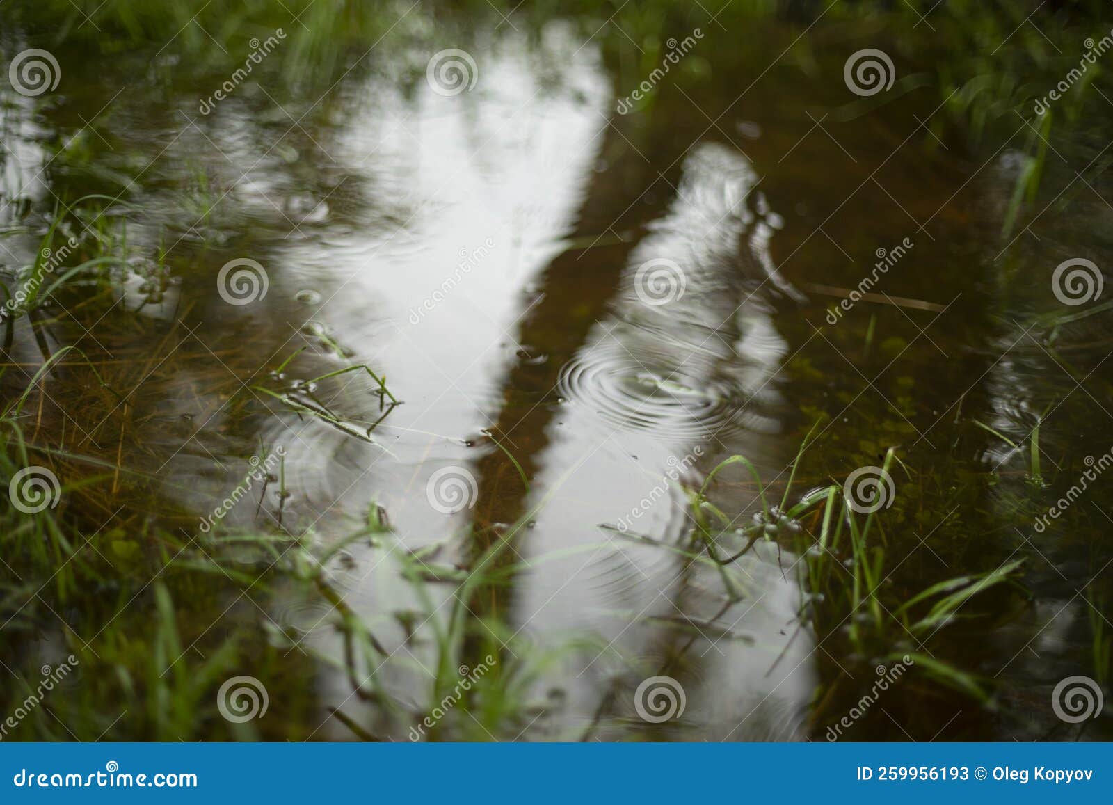 Water in Spring. Puddle in Park. Details of Nature Stock Image - Image ...