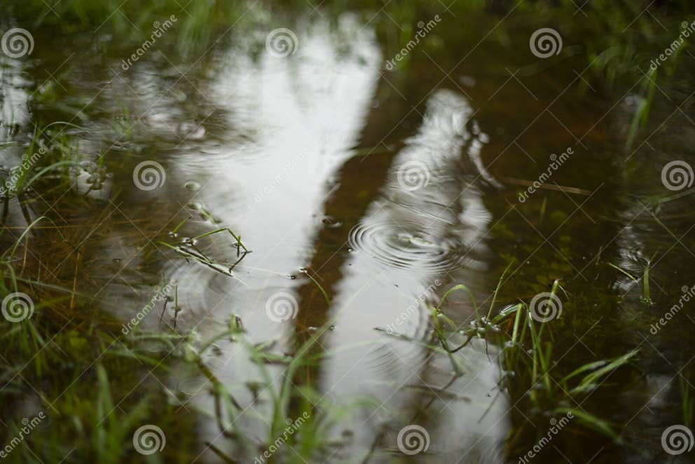 Water in Spring. Puddle in Park. Details of Nature Stock Image - Image ...