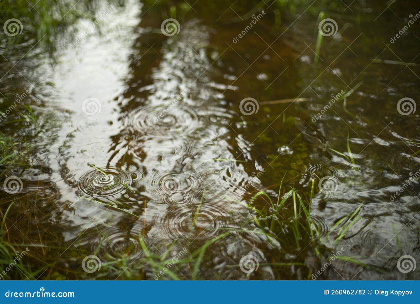Water in Spring. Puddle in Park. Details of Nature Stock Photo - Image ...
