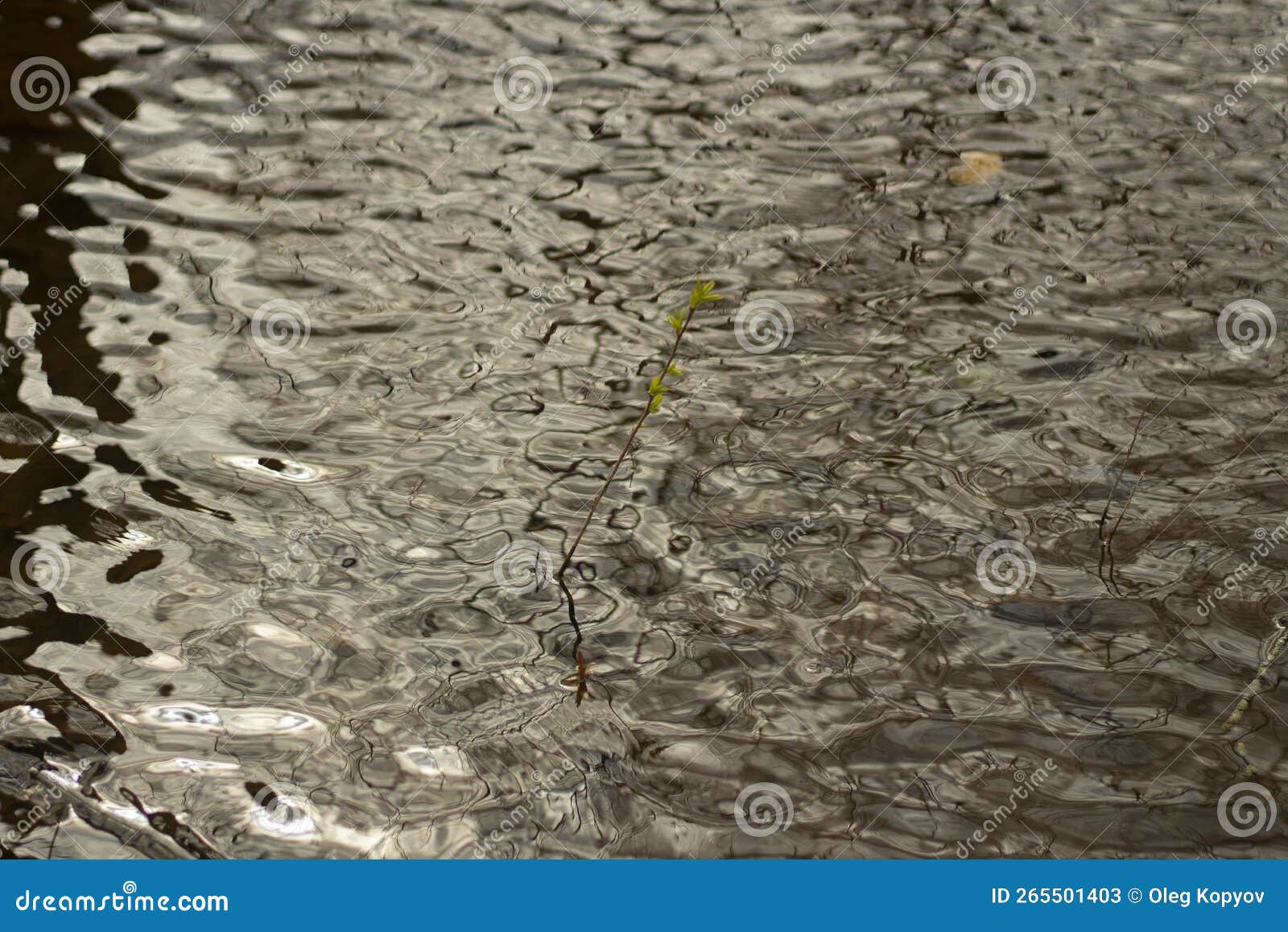 Water in Spring. Waves on Surface. Spring Puddle Stock Image - Image of ...