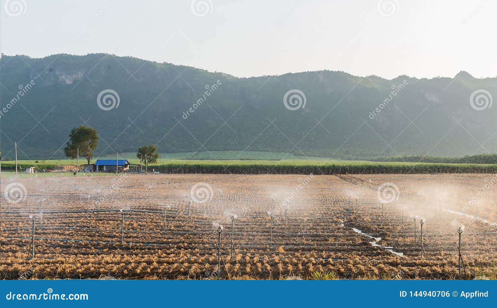 Water Springer in the Farm Sugarcane Stock Photo - Image of growth ...