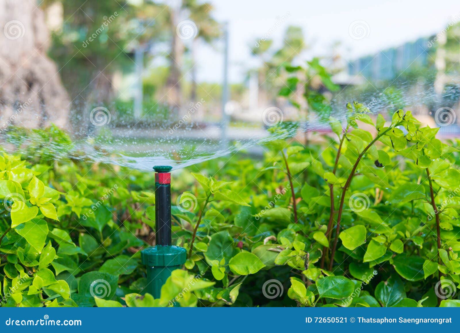 Water Springer in the Garden with Plant Stock Image - Image of nature ...