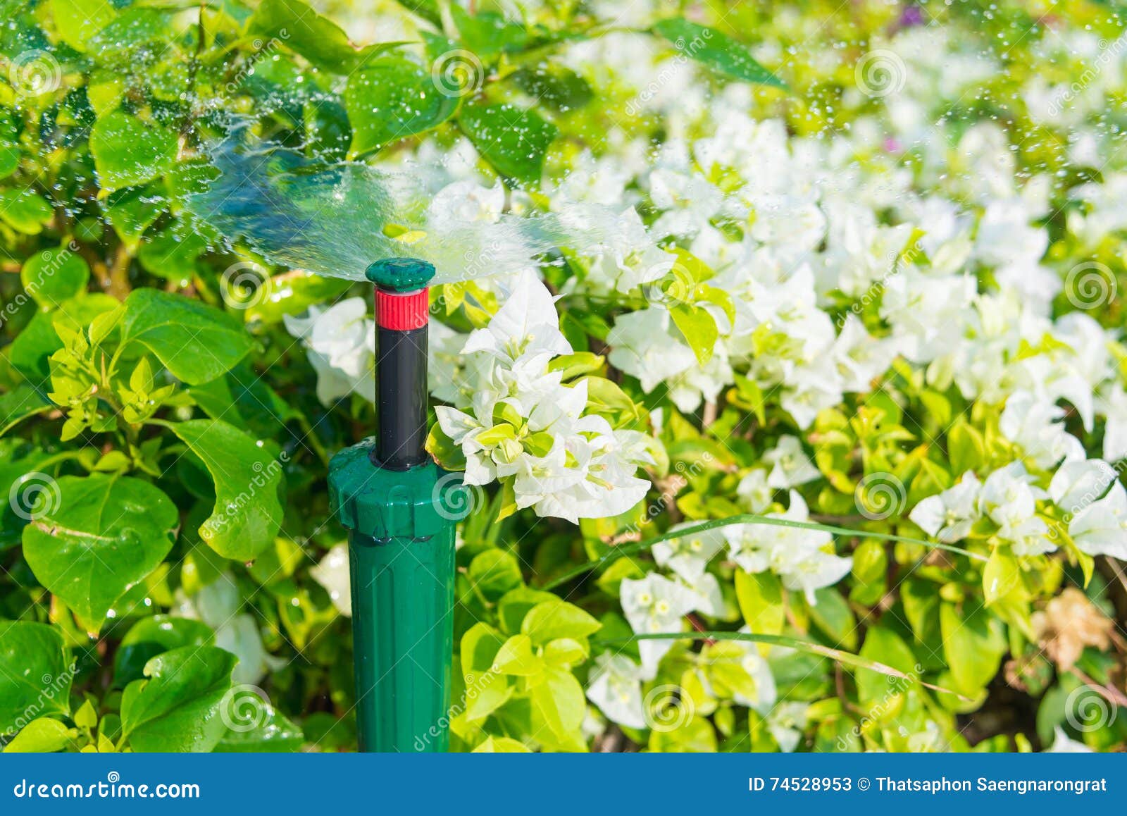 Water Springer in the Garden with Plant Stock Image - Image of spray ...