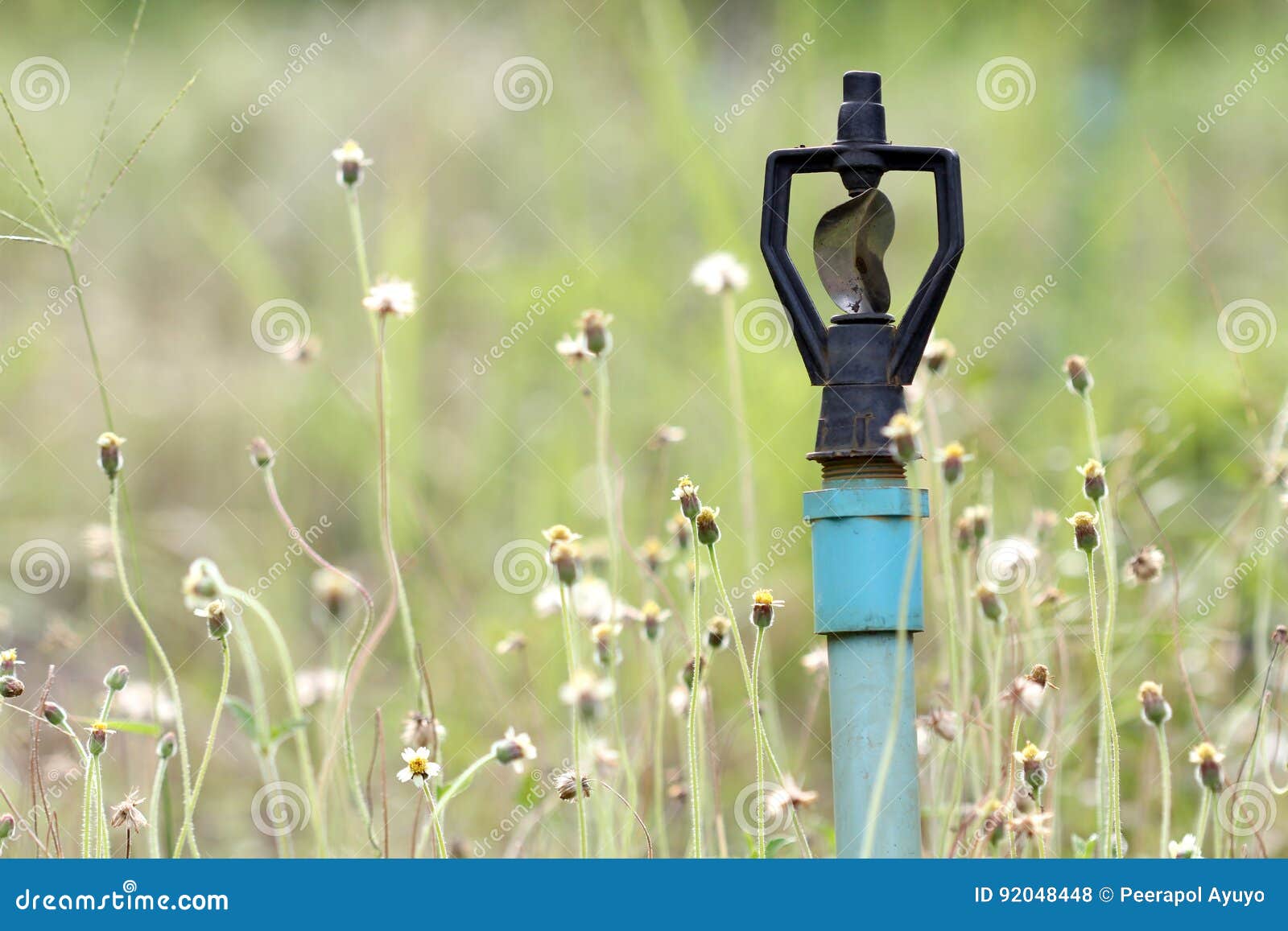 Water springer stock photo. Image of grass, land, auto - 92048448