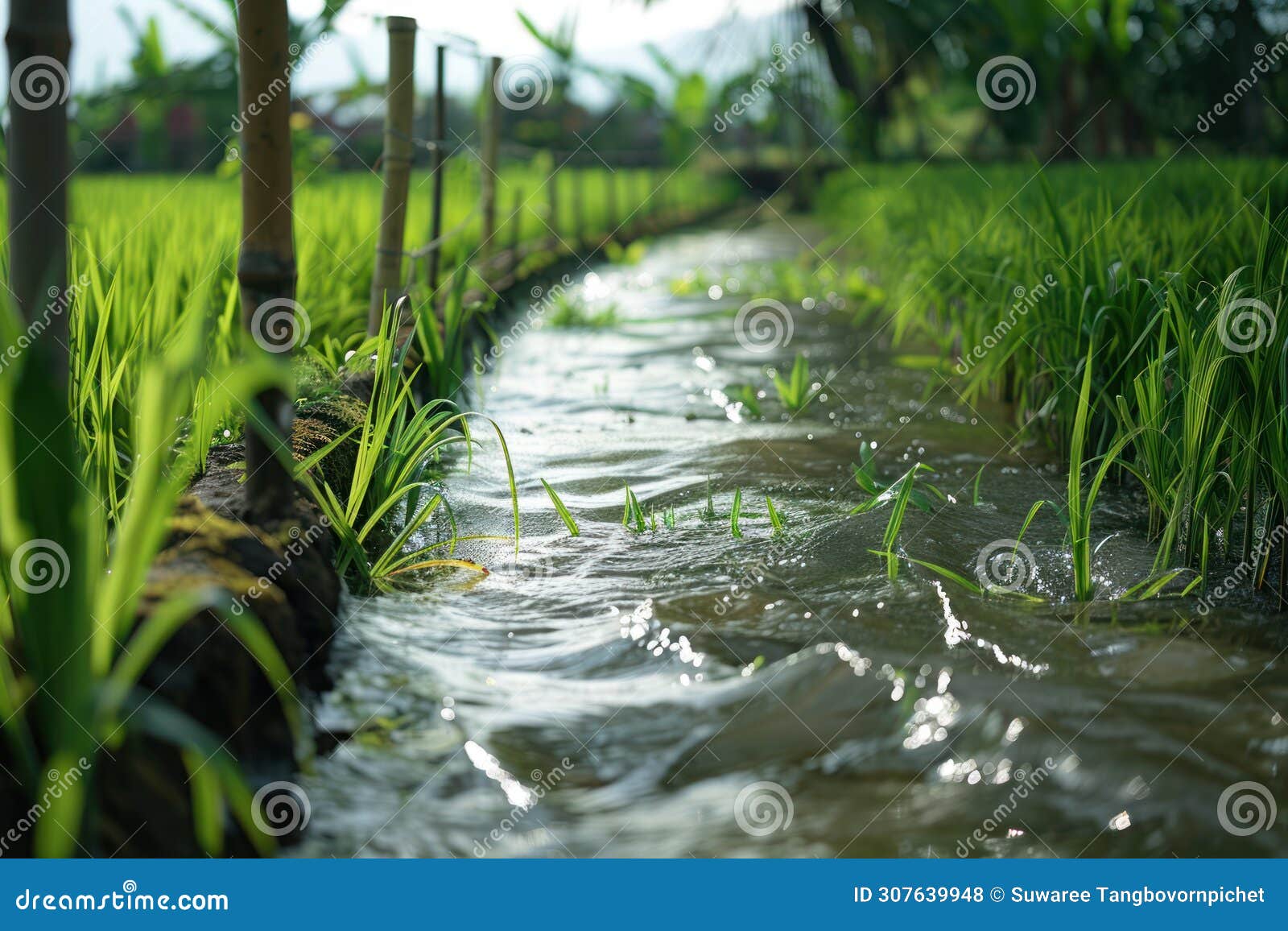 Water Springer Plants in Farm Movement of Water Springer in the Garden ...