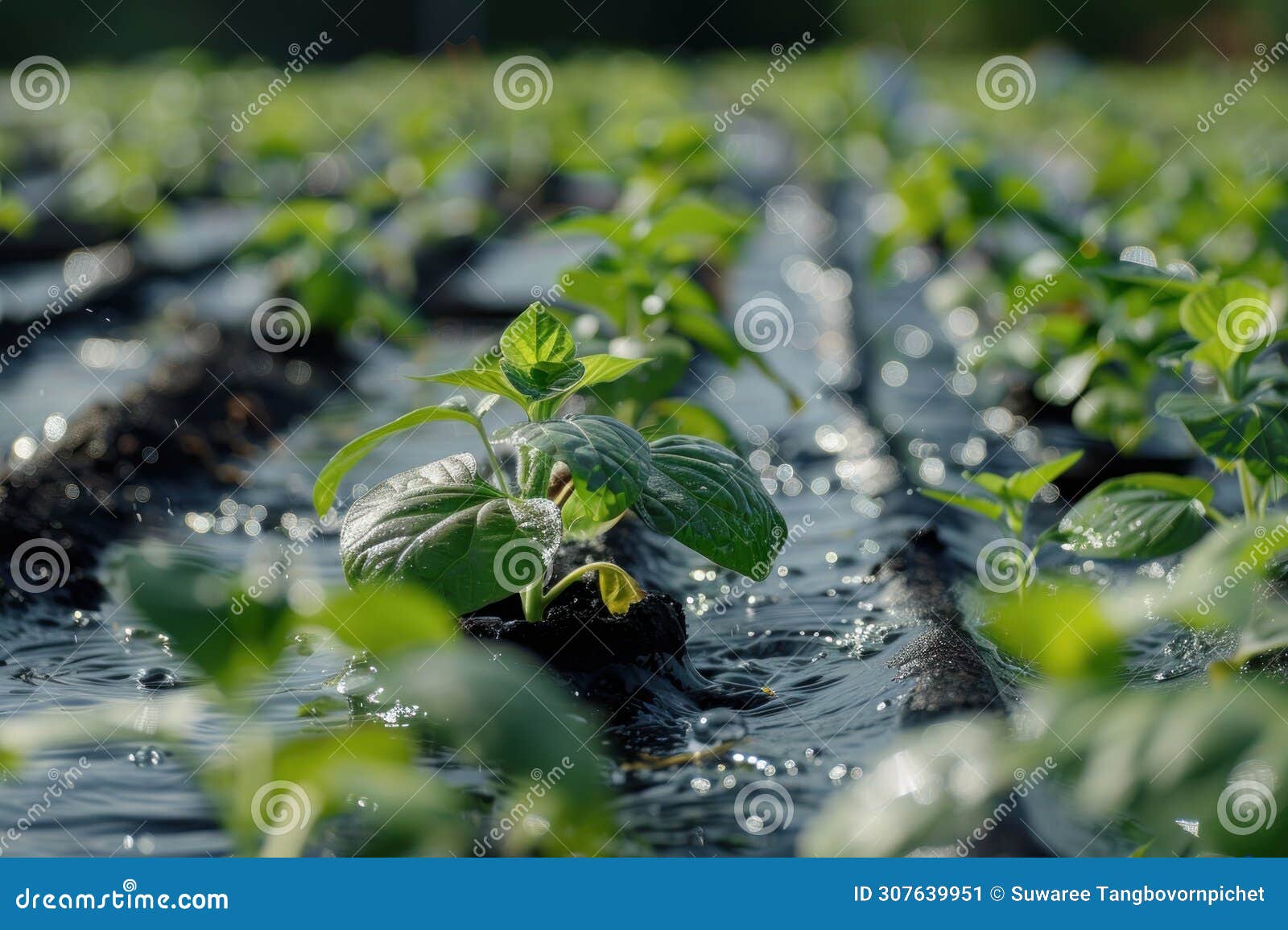 Water Springer Plants in Farm Movement of Water Springer in the Garden ...