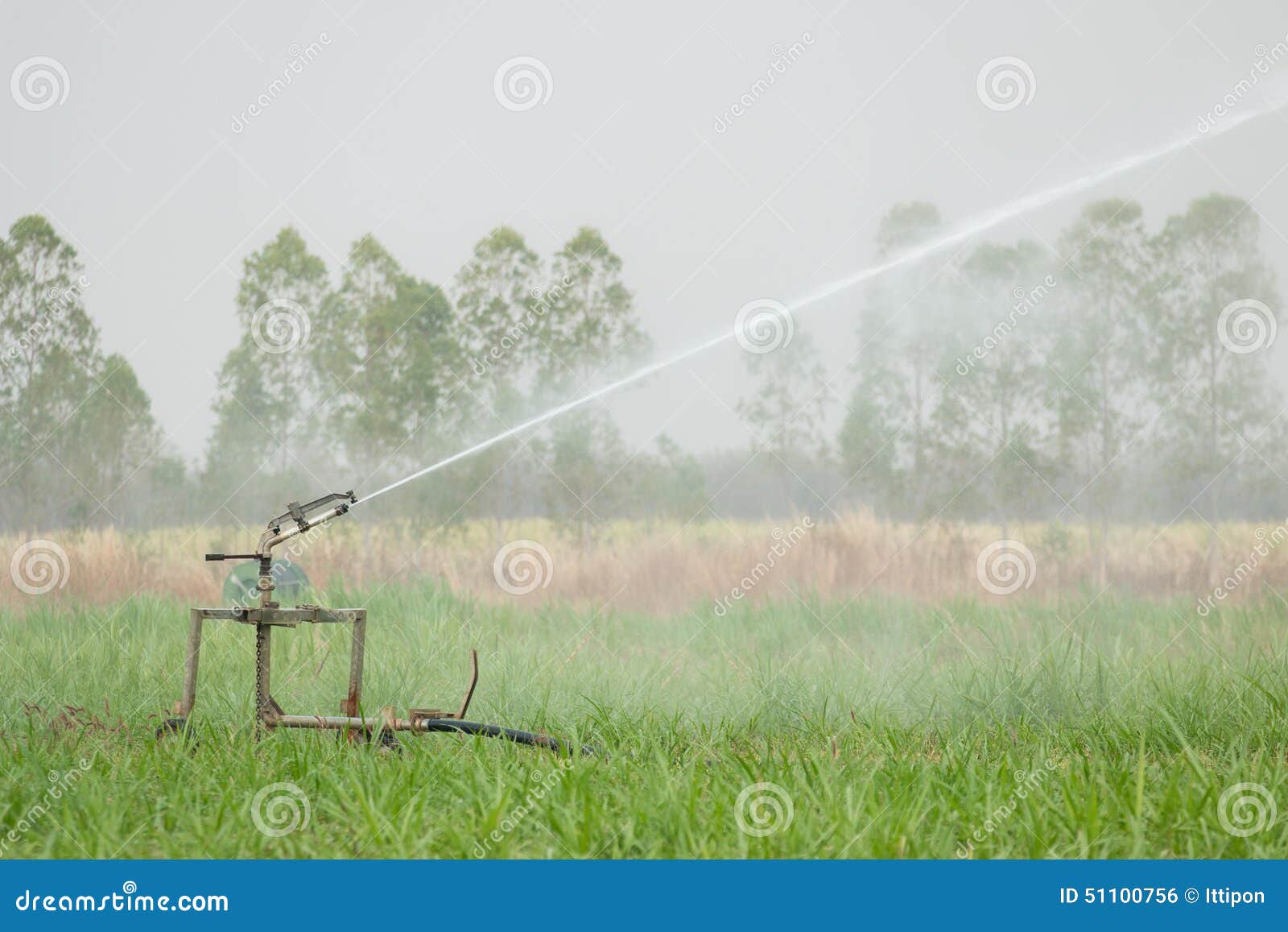 Water springer stock photo. Image of moist, plant, spray - 51100756