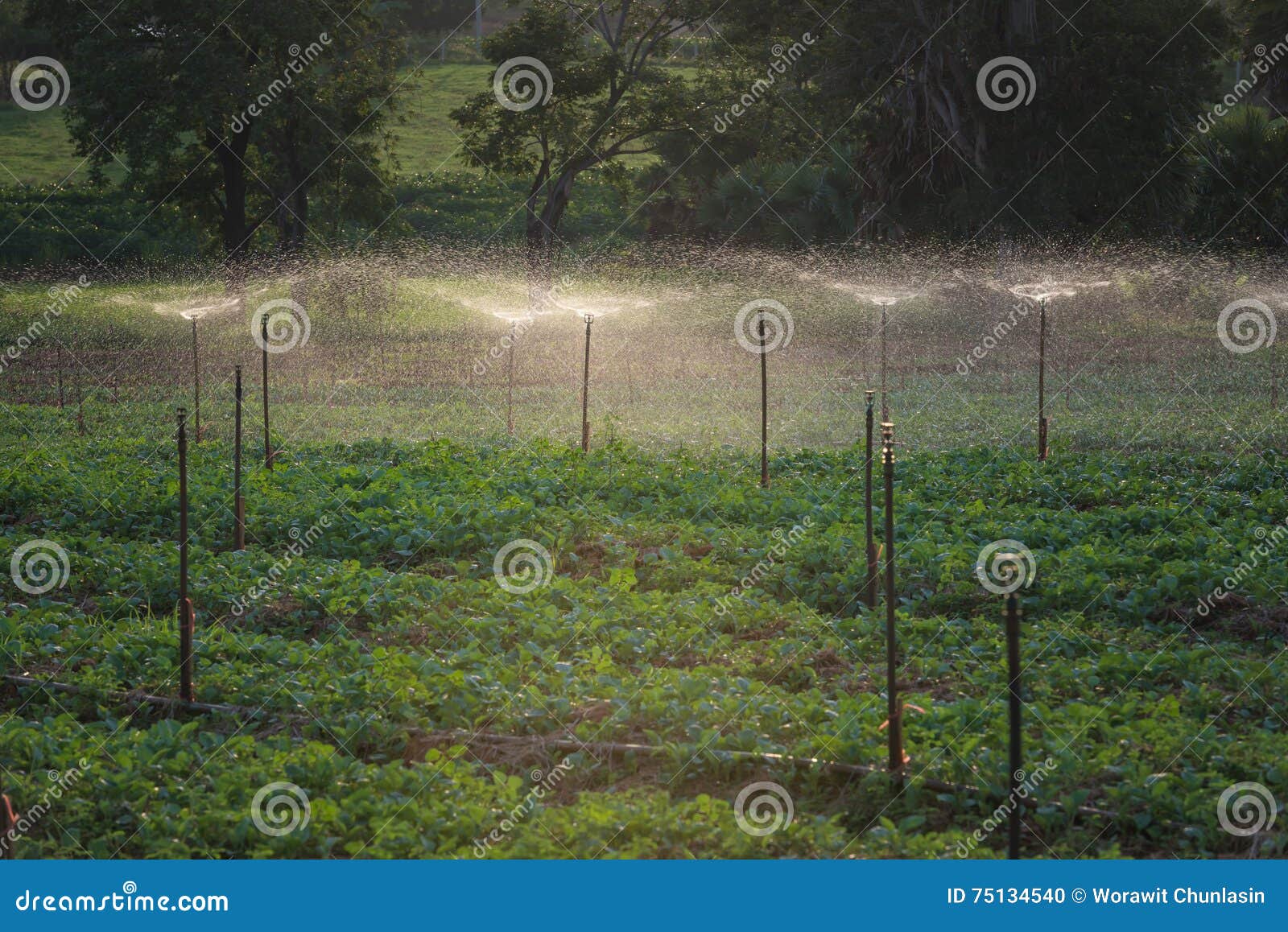 Water springer stock photo. Image of farm, food, organic - 75134540