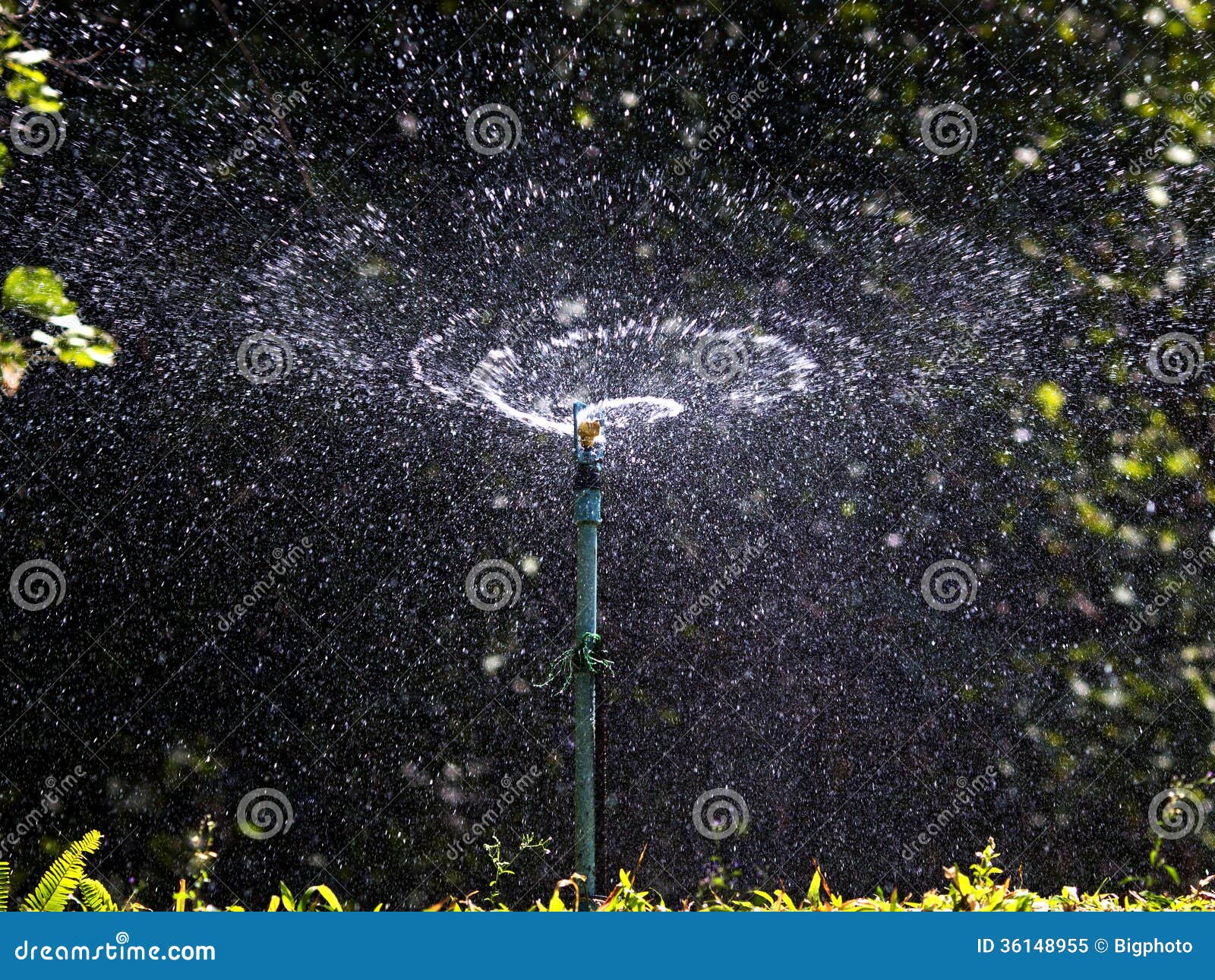 Water Springer for Watering the Plant Stock Image - Image of equipment ...