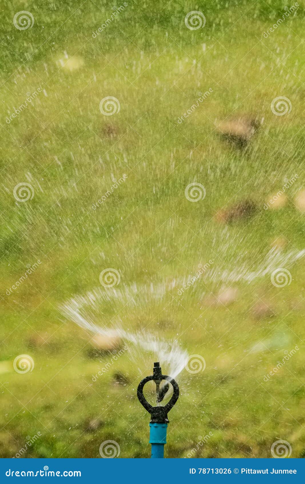 Water Springer for Watering the Plant Stock Photo - Image of chiang ...