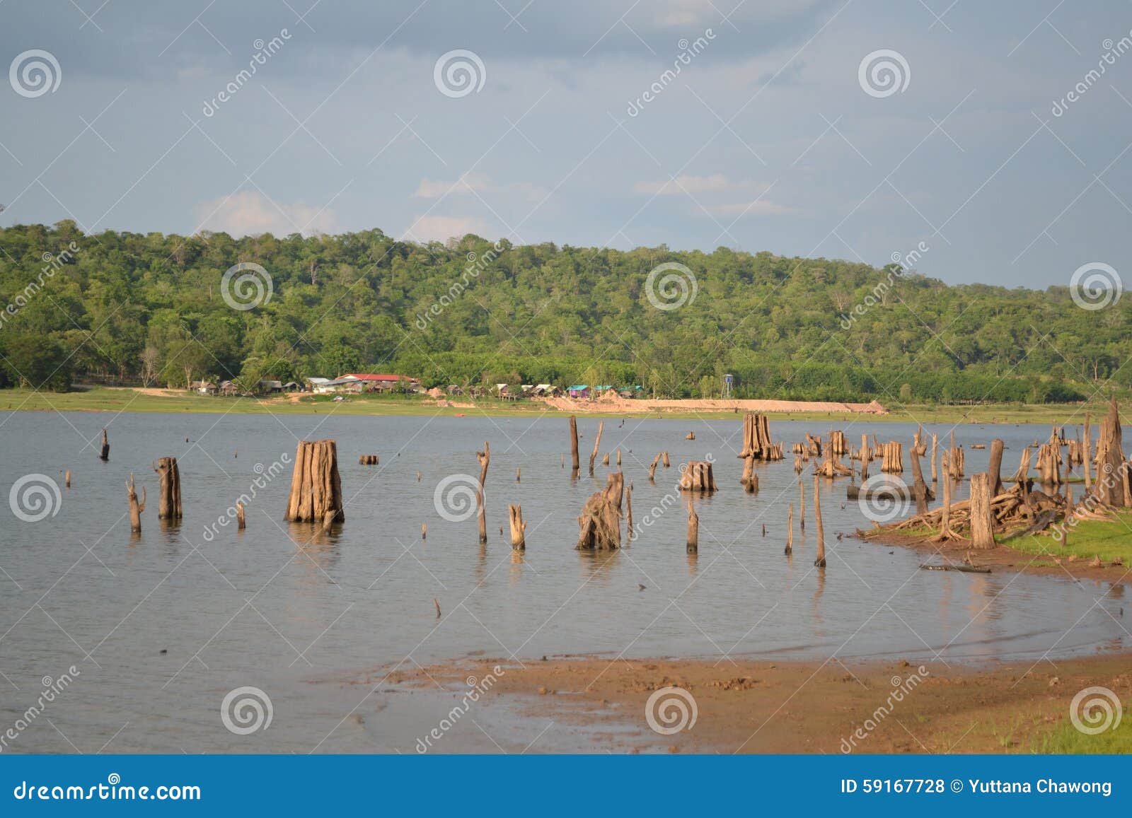 Water springing stump stock photo. Image of tarn, lagune - 59167728